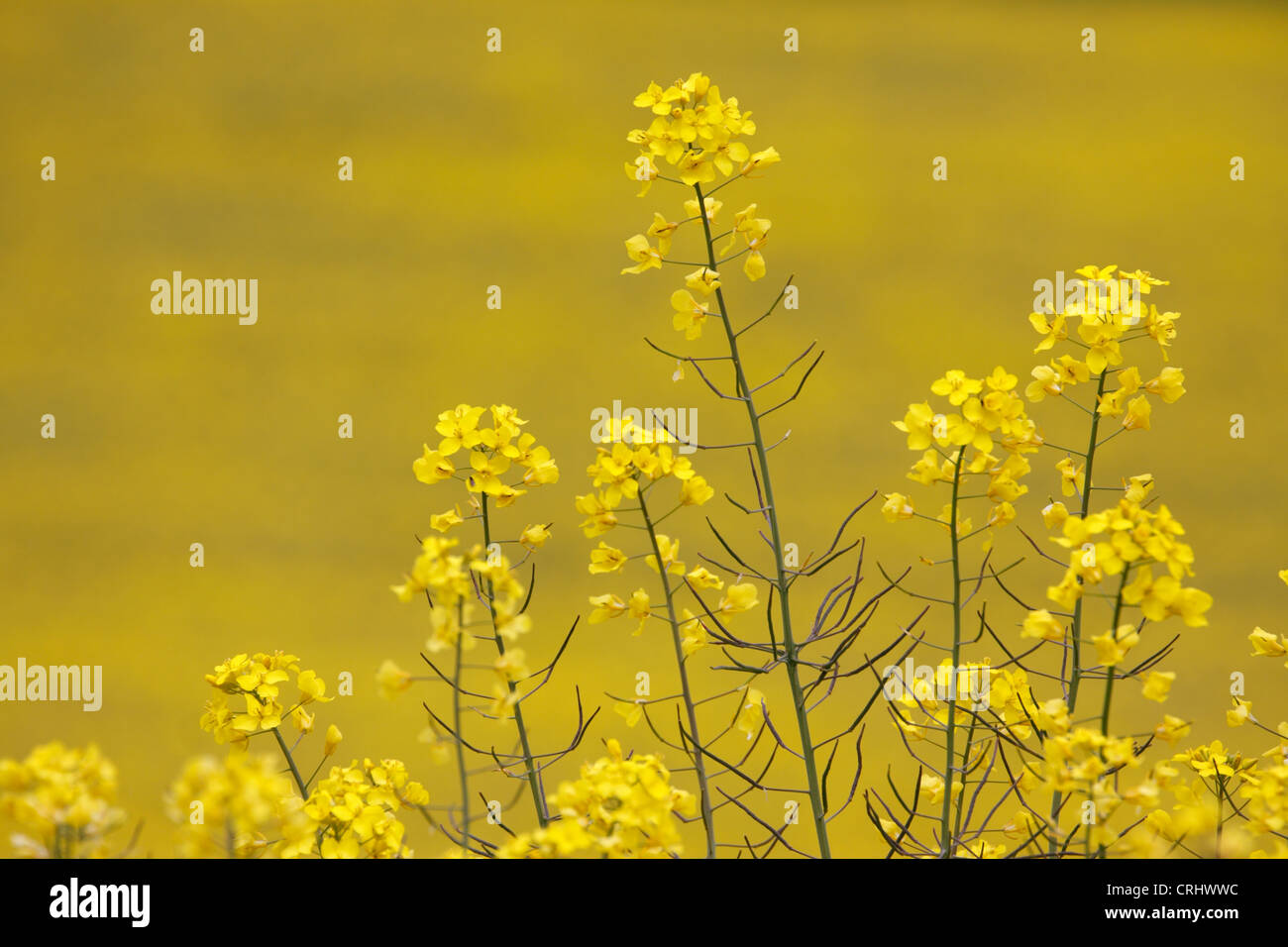 Yellow rape / rapeseed field (Brassica napus), Black Isle, Highlands ...