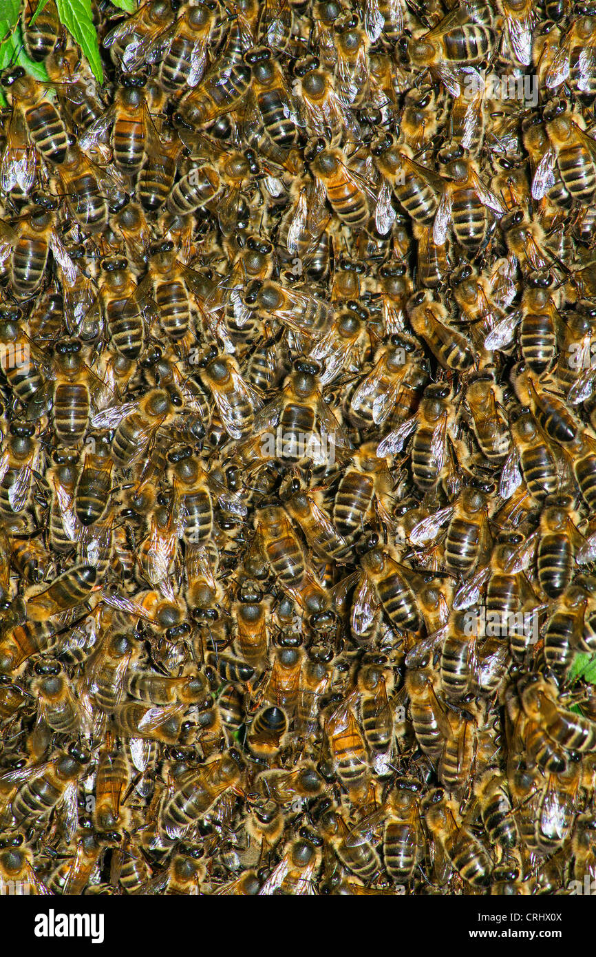 Honey bees swarm hi-res stock photography and images - Alamy