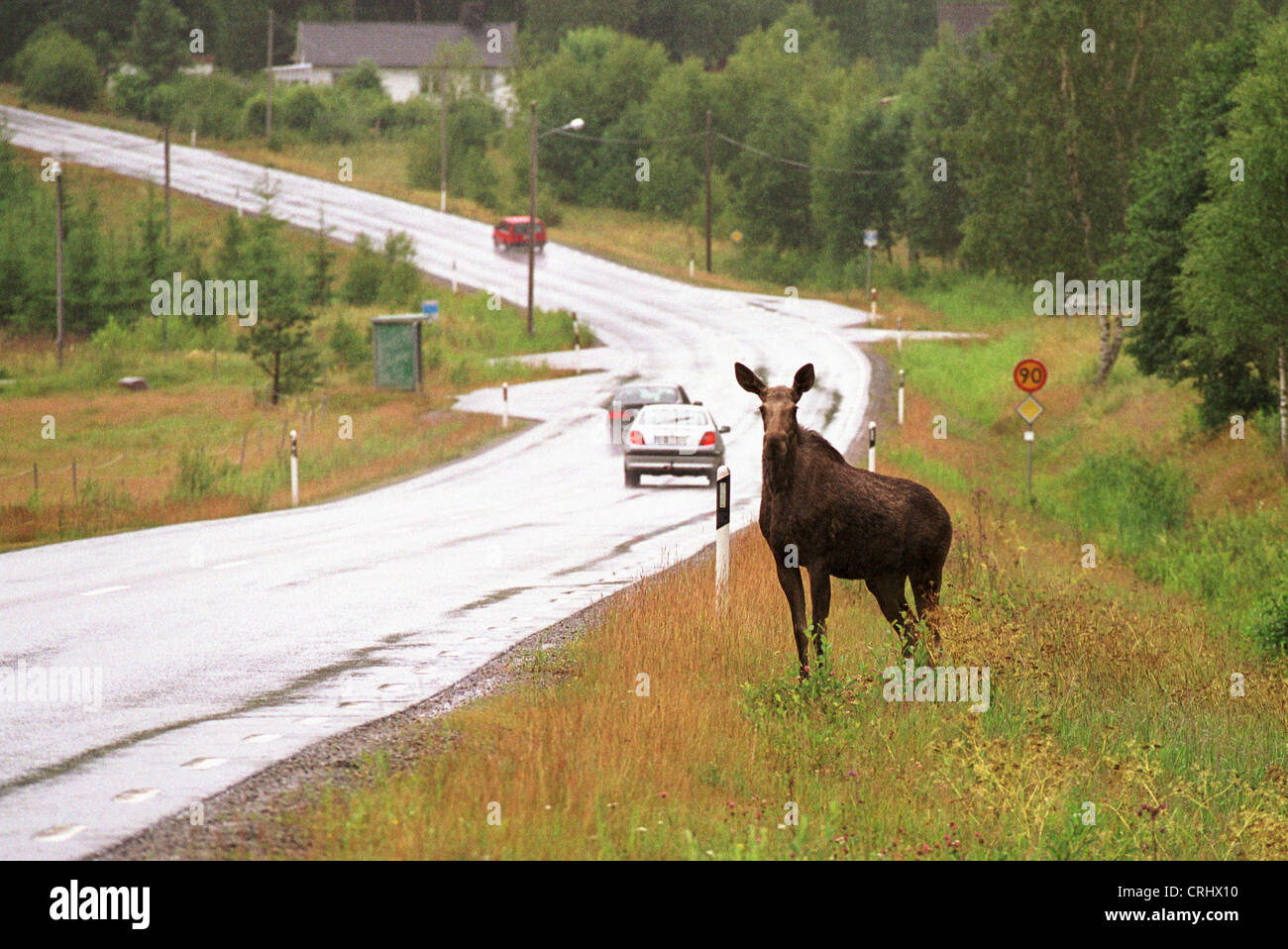 Busy Animals High Resolution Stock Photography and Images - Alamy