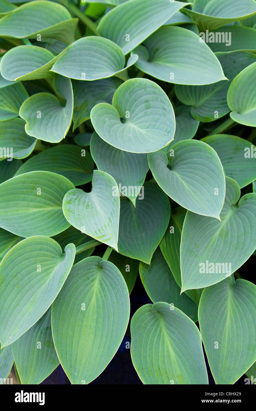 HOSTA. PLANT. GARDENING Stock Photo - Alamy