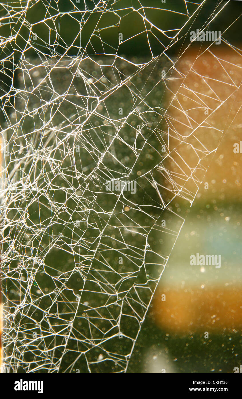 A spider web by a window Stock Photo - Alamy