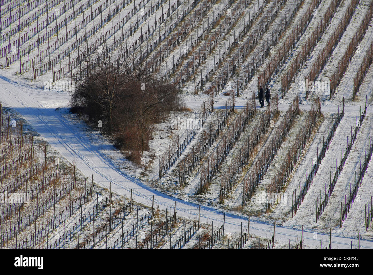 Europe germany europe rhineland palatinate deidesheim hi-res stock ...