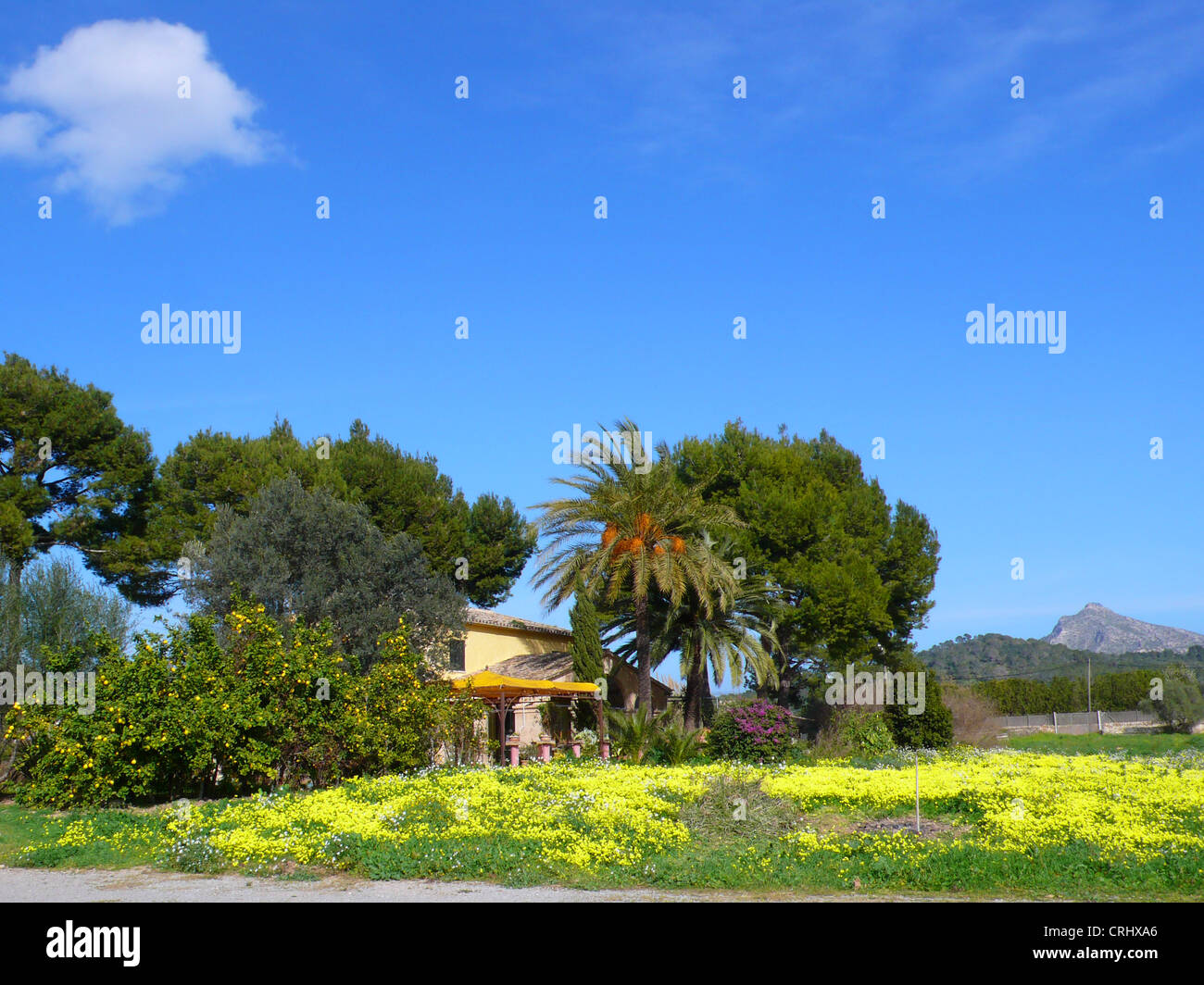 beautiful finca in spring, Spain, Balearen, Majorca, Alcudia Stock ...