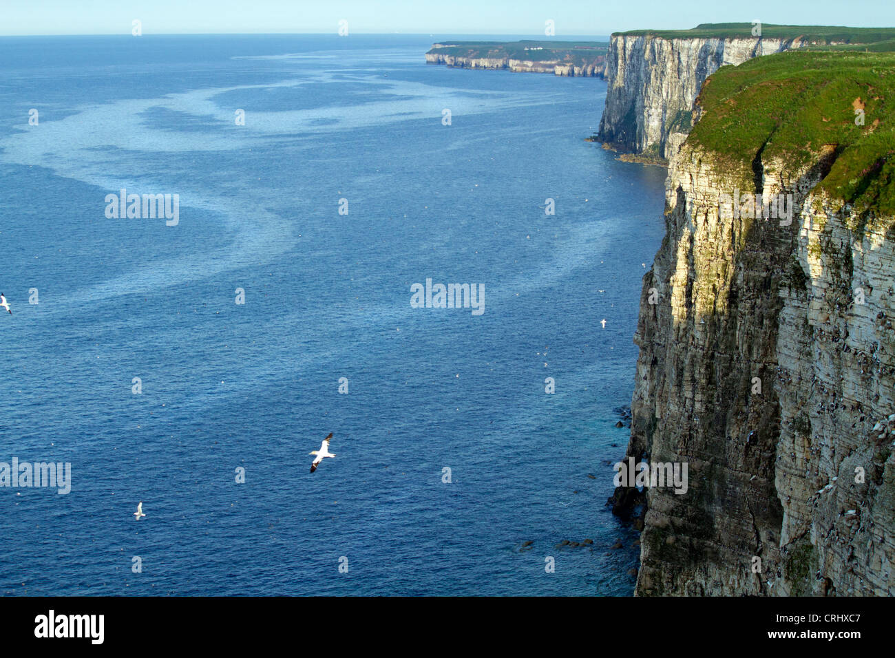 Bempton cliffs hi-res stock photography and images - Alamy