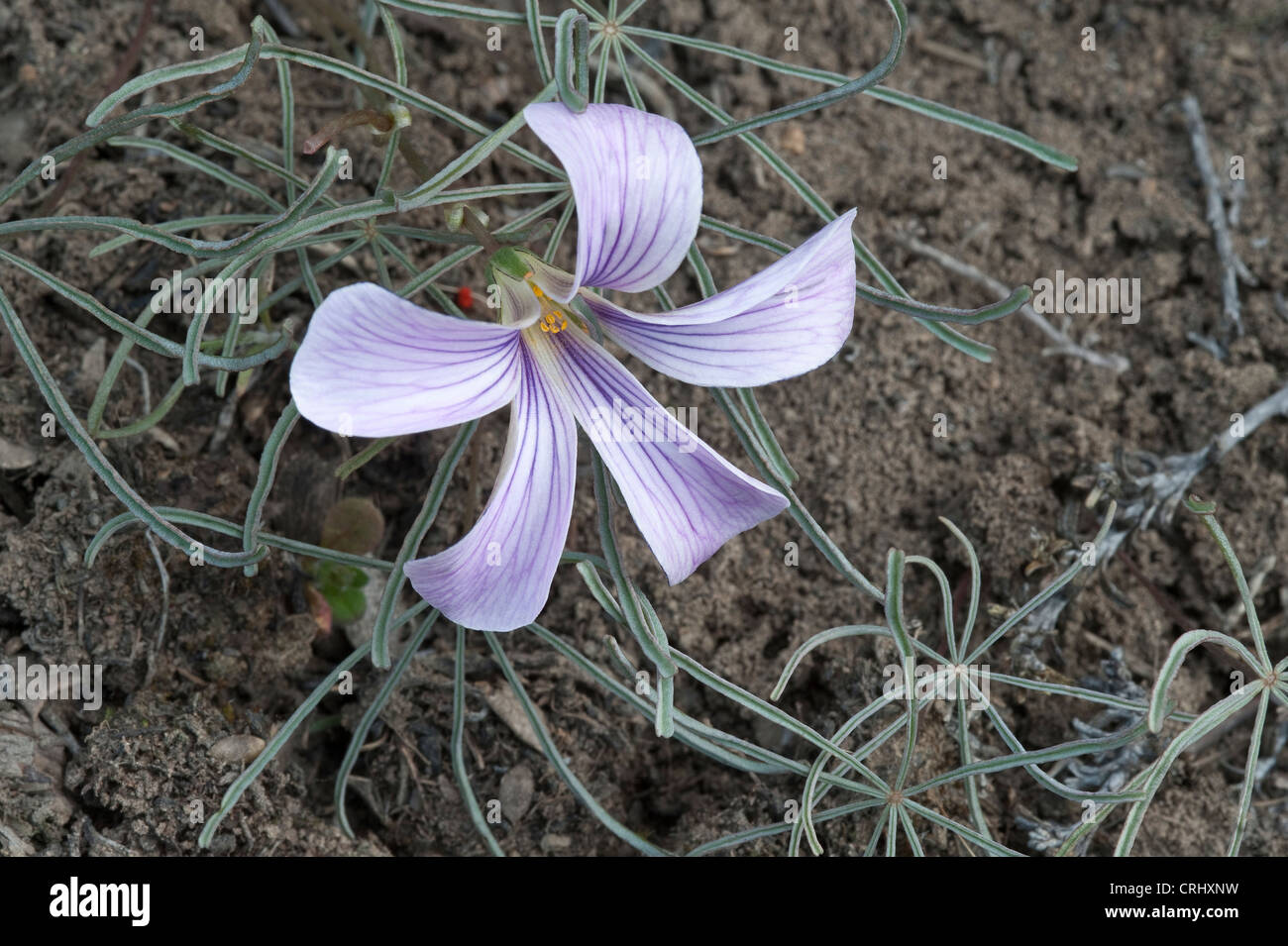 Oxalis sp. ? laciniata flowers north cost of Argentino lake. Estancia ...