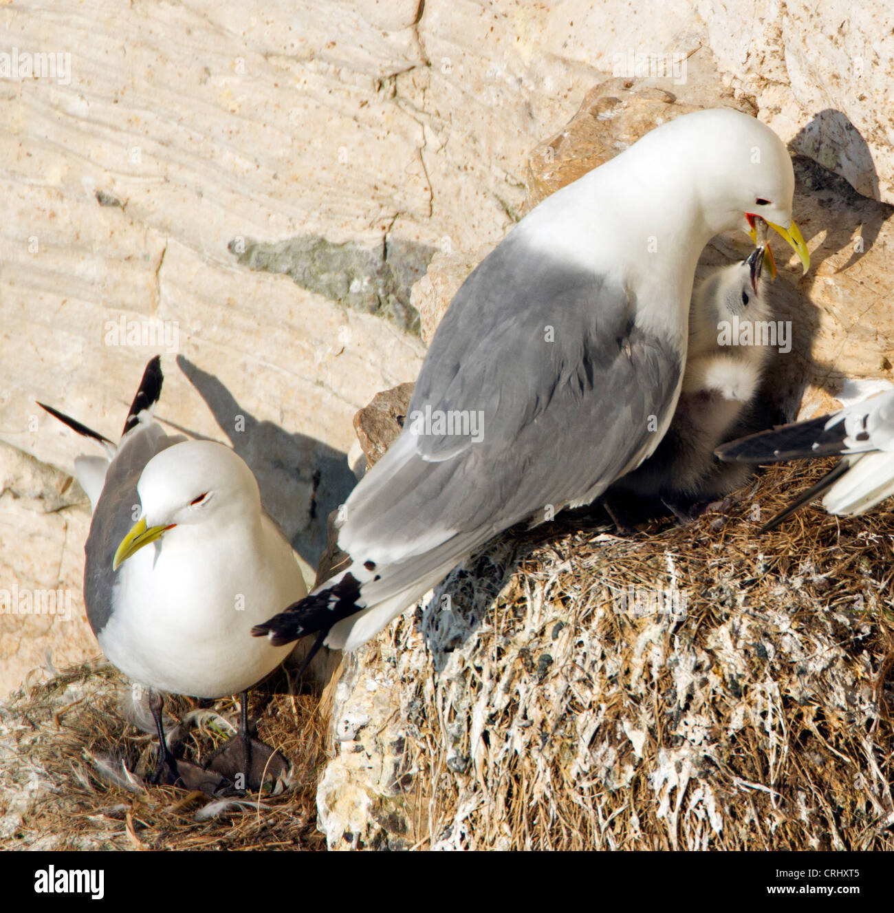 Tridactyle hi-res stock photography and images - Alamy