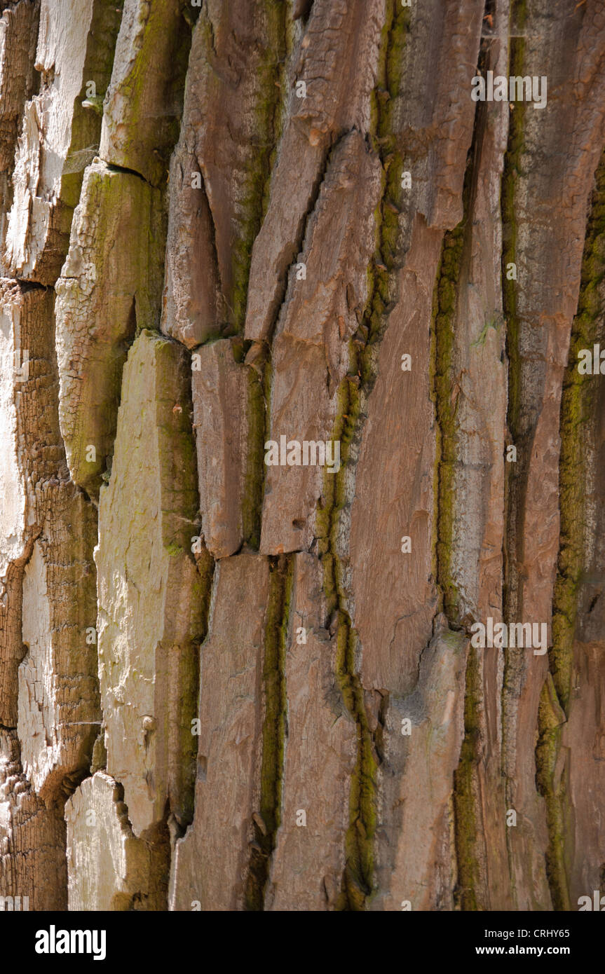 old bark of oak background Stock Photo - Alamy