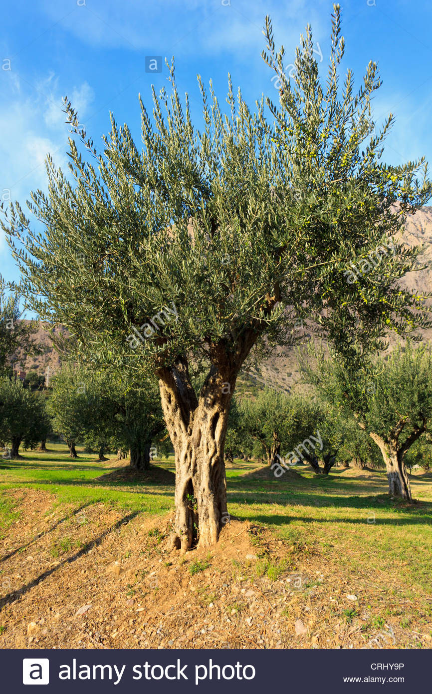 Olive Trees With Yellow Sky And Sun Stock Photos & Olive Trees With ...