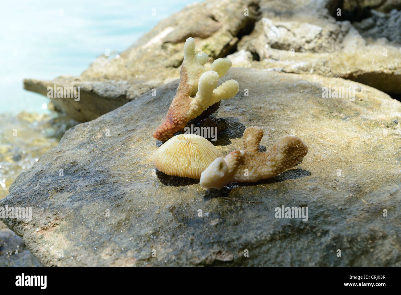 Coral on rock, Maldive Islands Stock Photo - Alamy