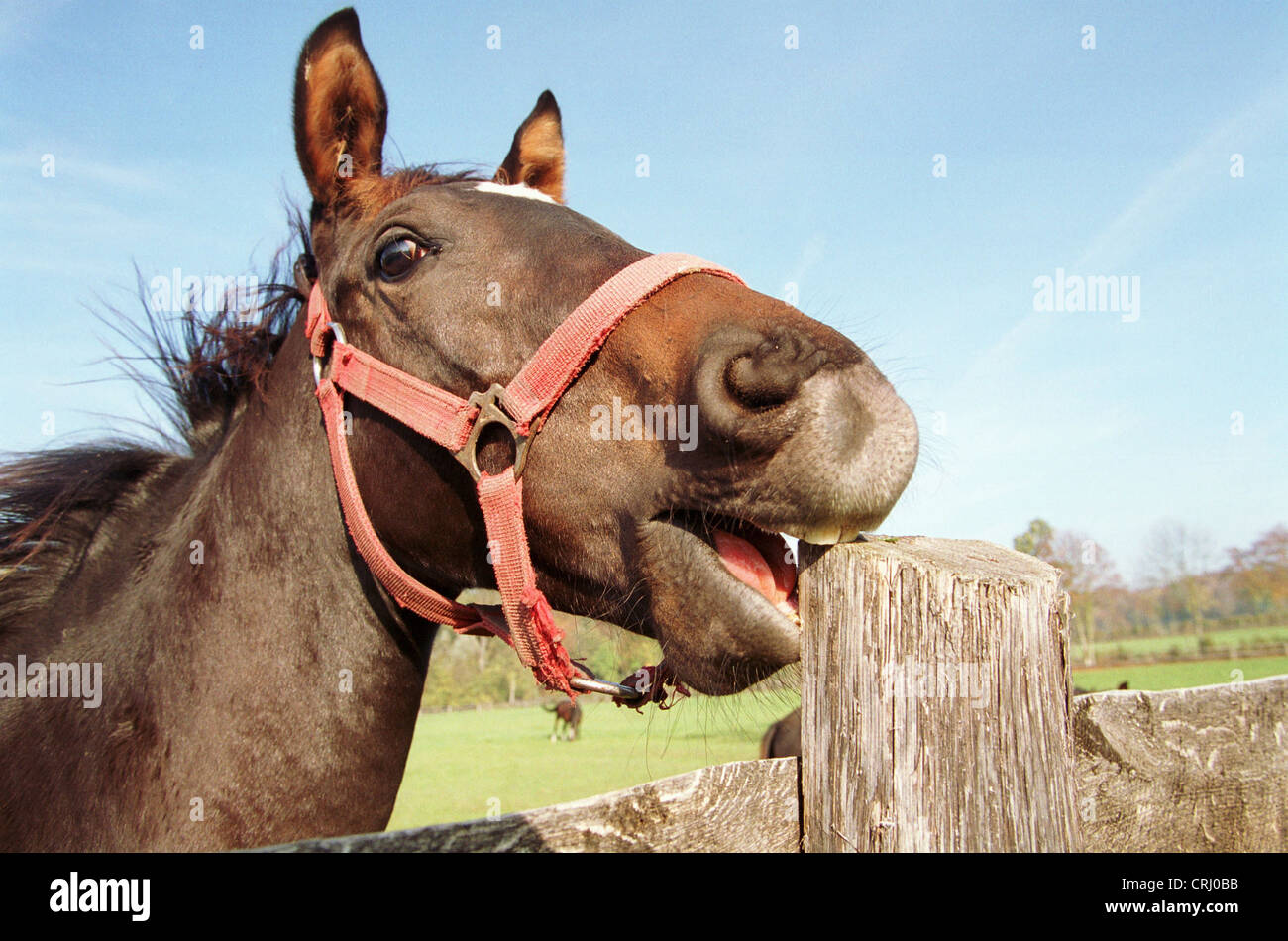 Horse in the paddock Stock Photo - Alamy