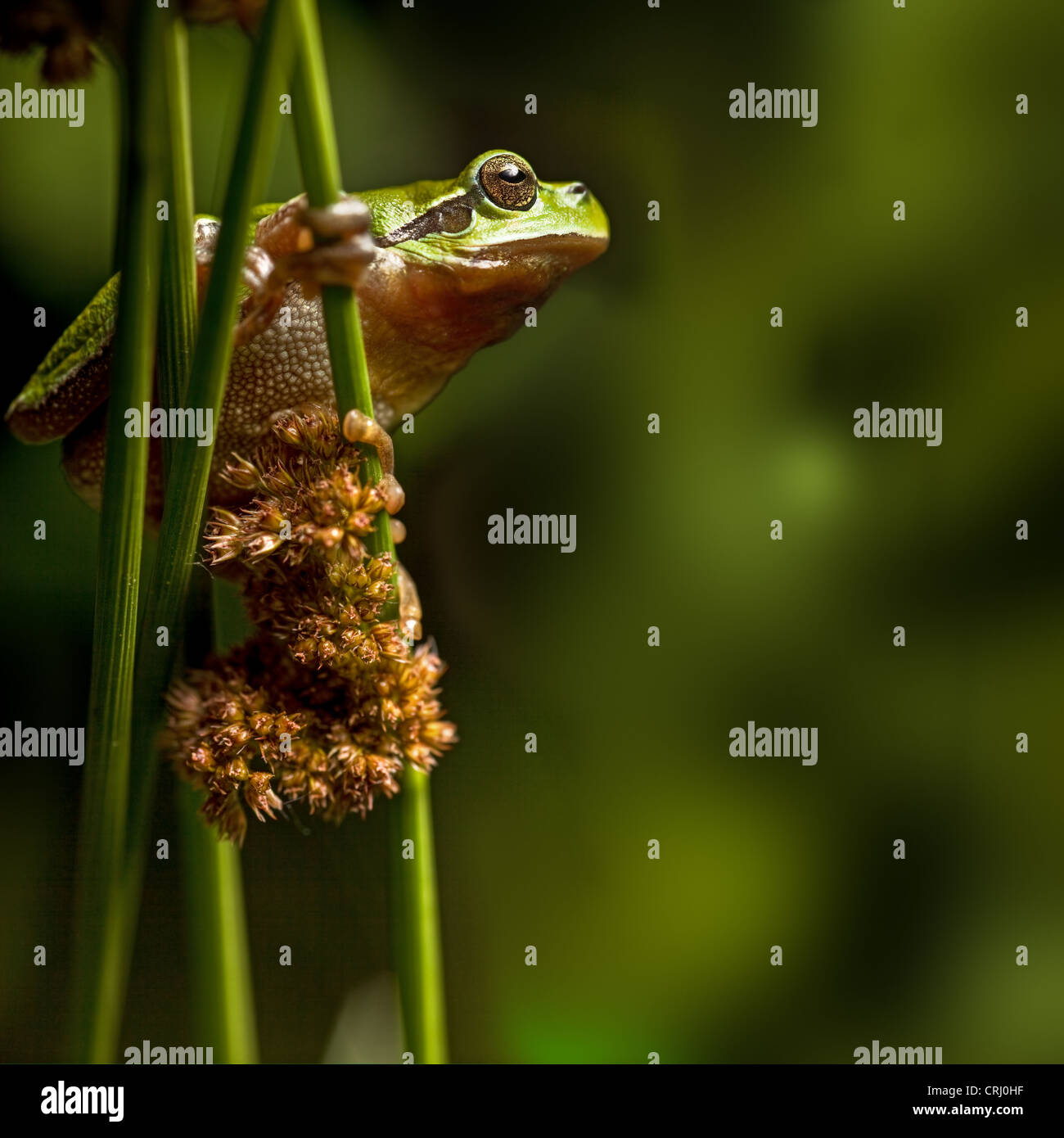 European tree frog treefrog hi-res stock photography and images - Alamy