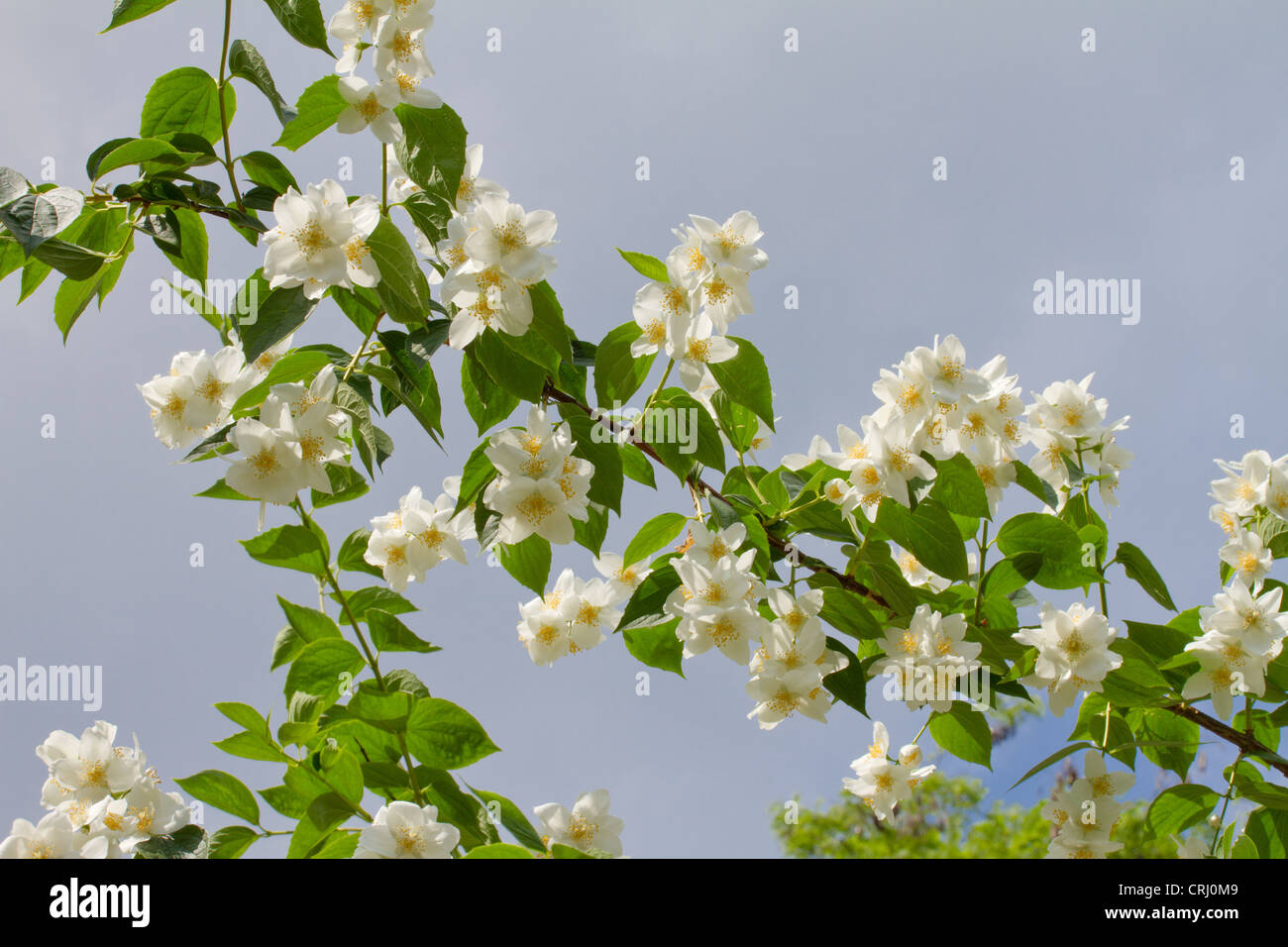 Branch of jasmine flowers isolated on the blue sky sky background Stock ...