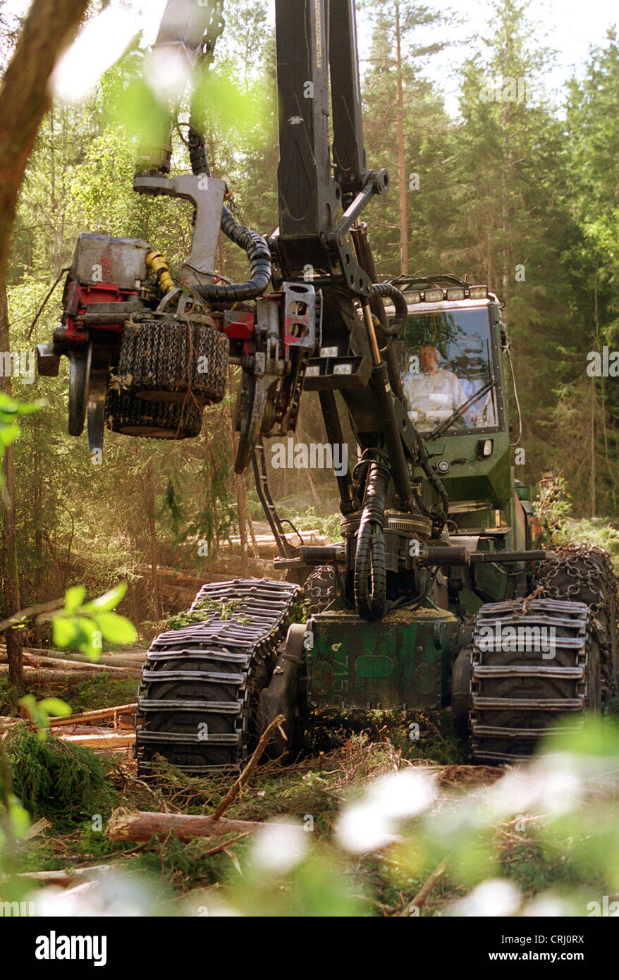 Deforestation of the forest in Sweden Stock Photo - Alamy