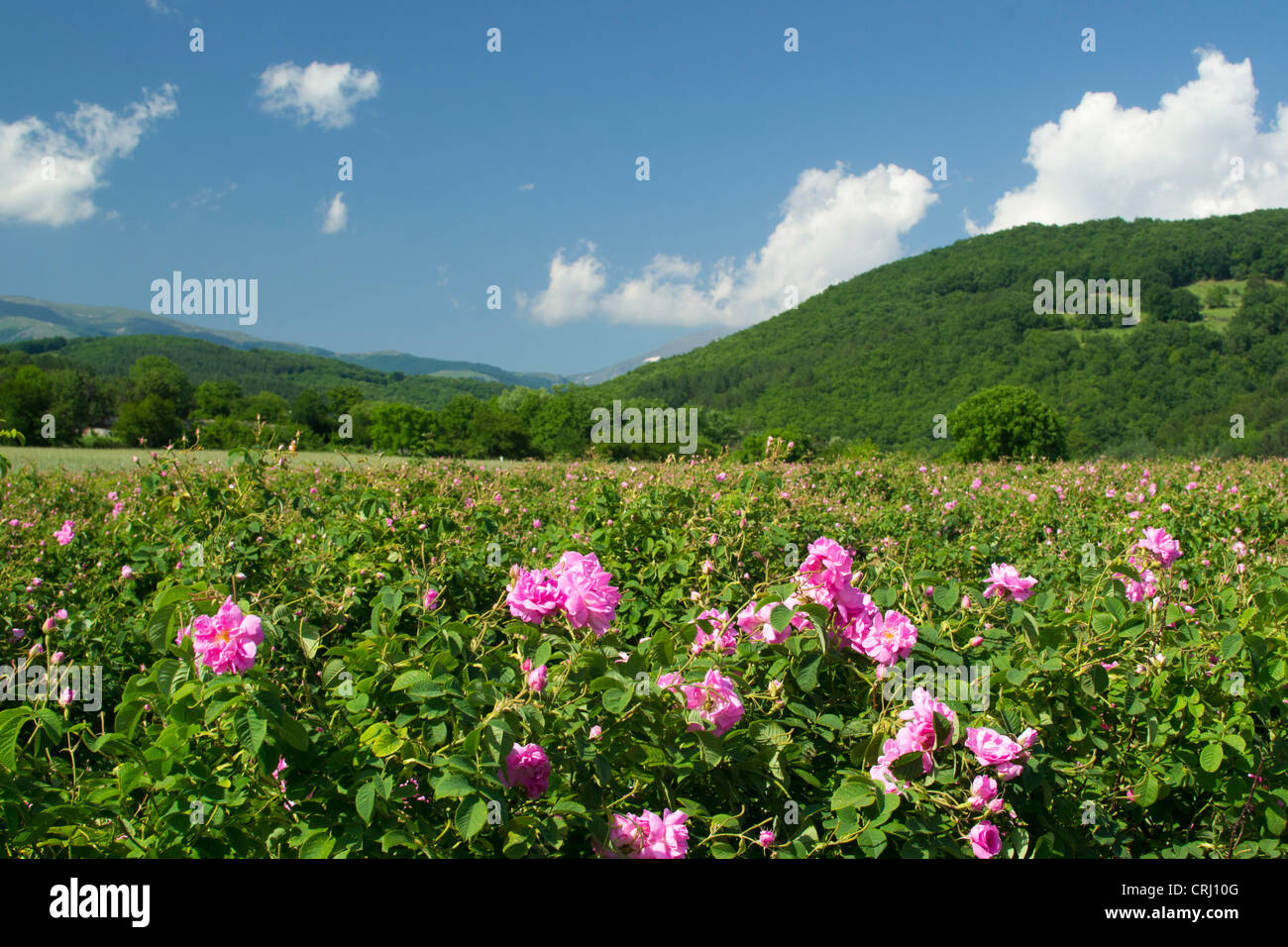 Traditional rose field near Kalofer Bulgaria Stock Photo - Alamy