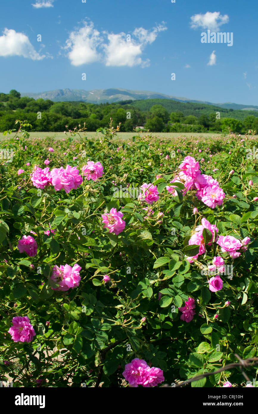 Rose field bulgaria hi-res stock photography and images - Alamy