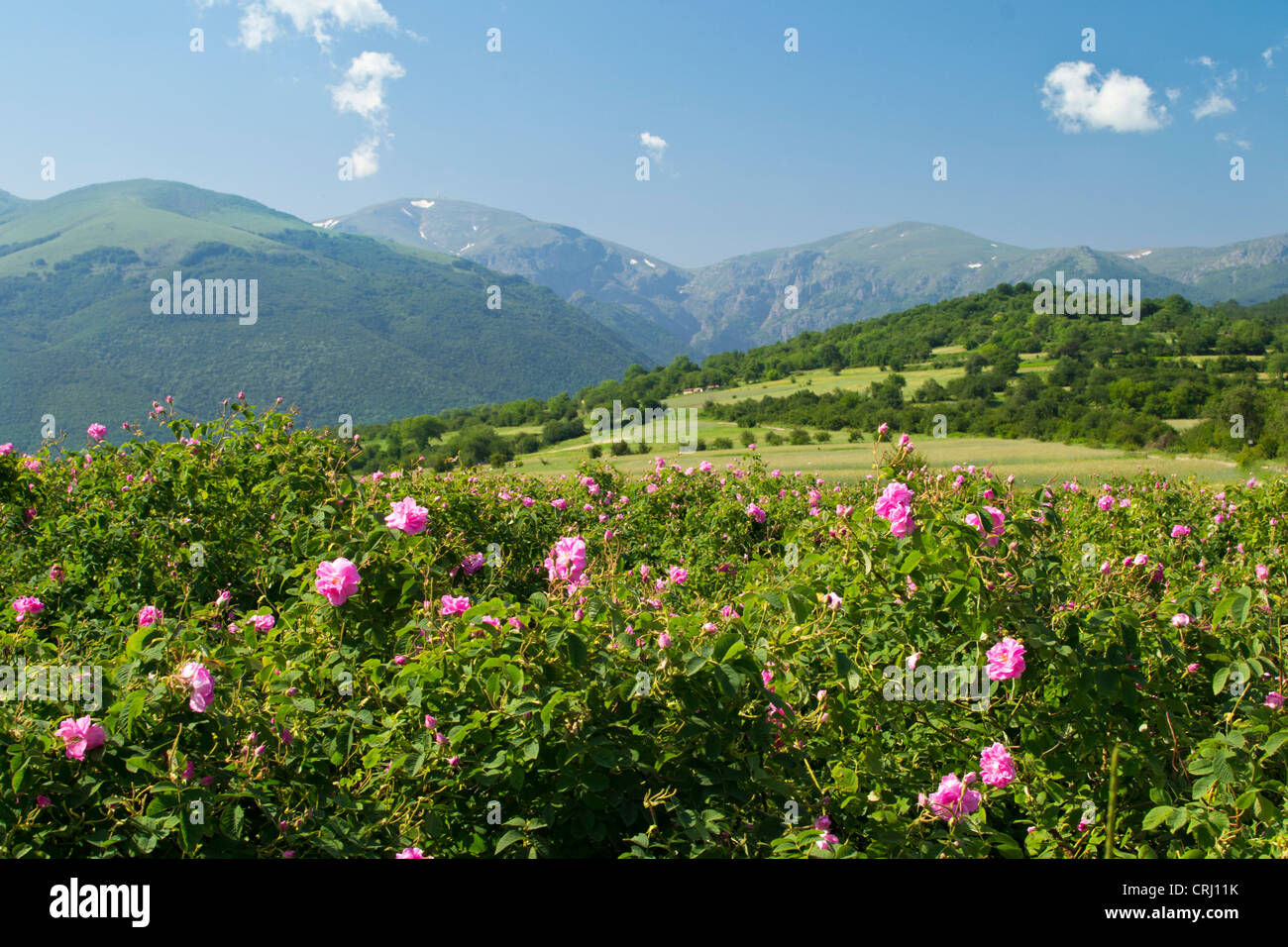 Traditional rose field near Kalofer Bulgaria Stock Photo - Alamy