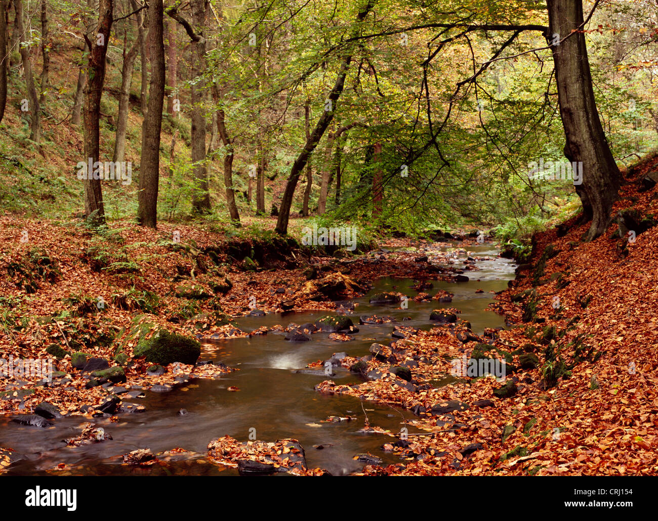 Autumn,Blackbrook, Gradbach, The Roaches, Peak District National Park ...