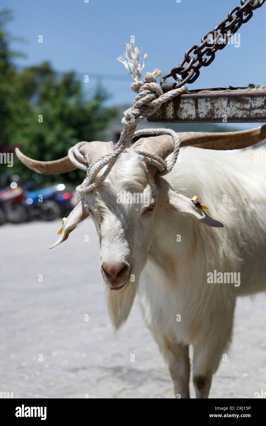 A white goat at market in southern Turkey Stock Photo - Alamy
