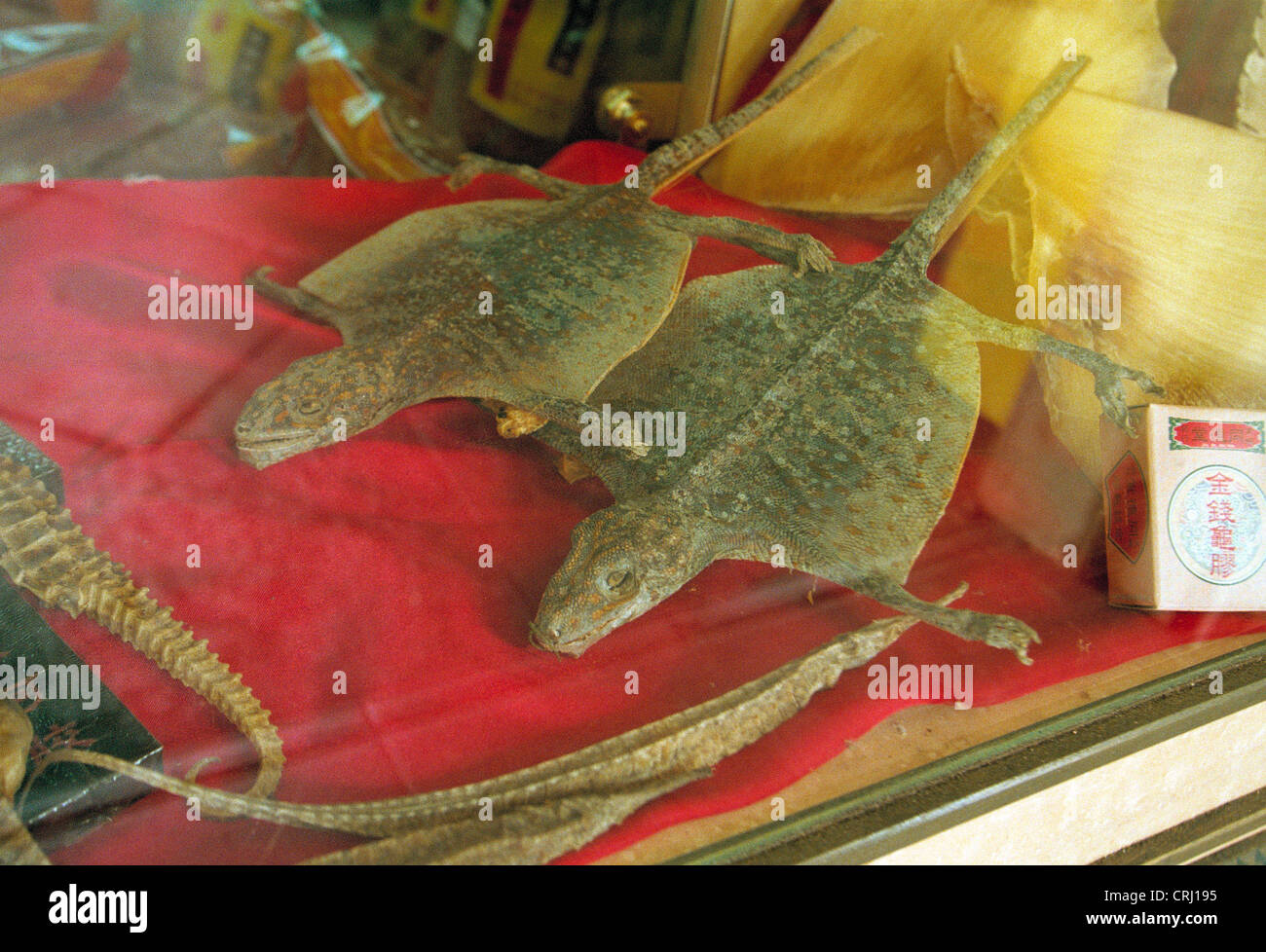 Dried lizards in the window of a traditional Chinese pharmacy Stock ...