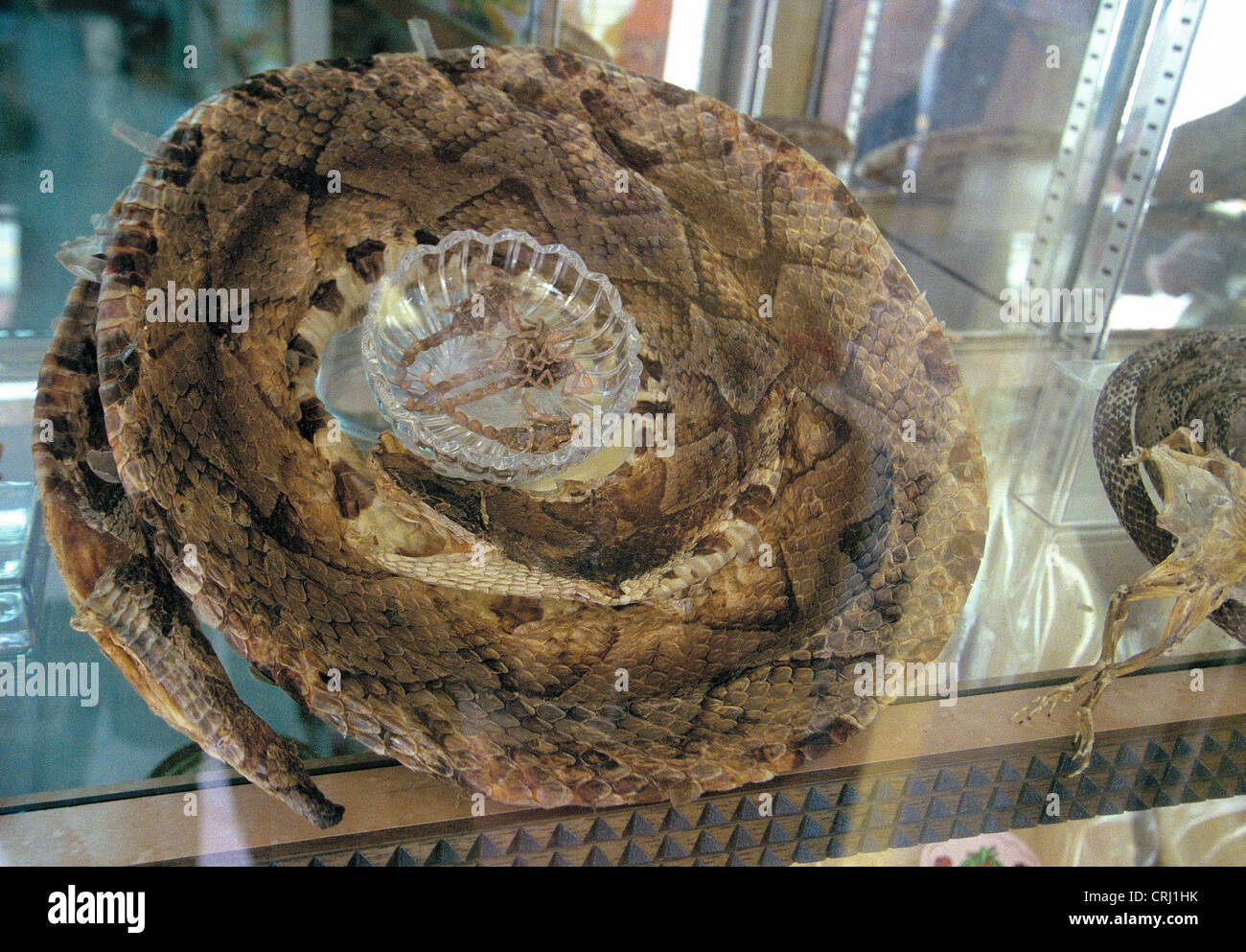 Dried snake in the window of a traditional Chinese pharmacy Stock Photo ...