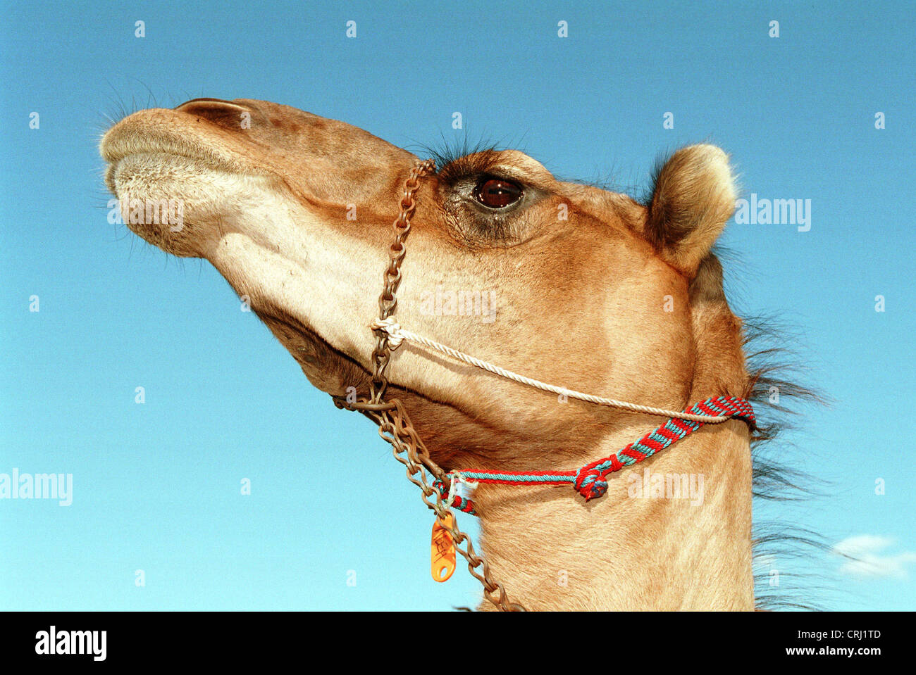 Shooting animals berlin hi-res stock photography and images - Alamy