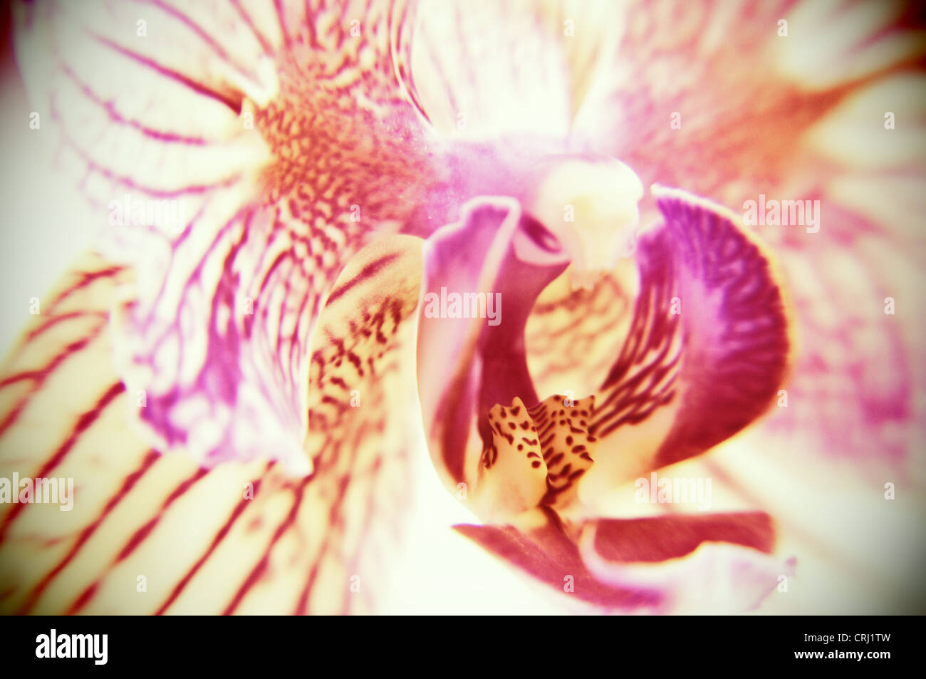 Overexposed flower hi-res stock photography and images - Alamy