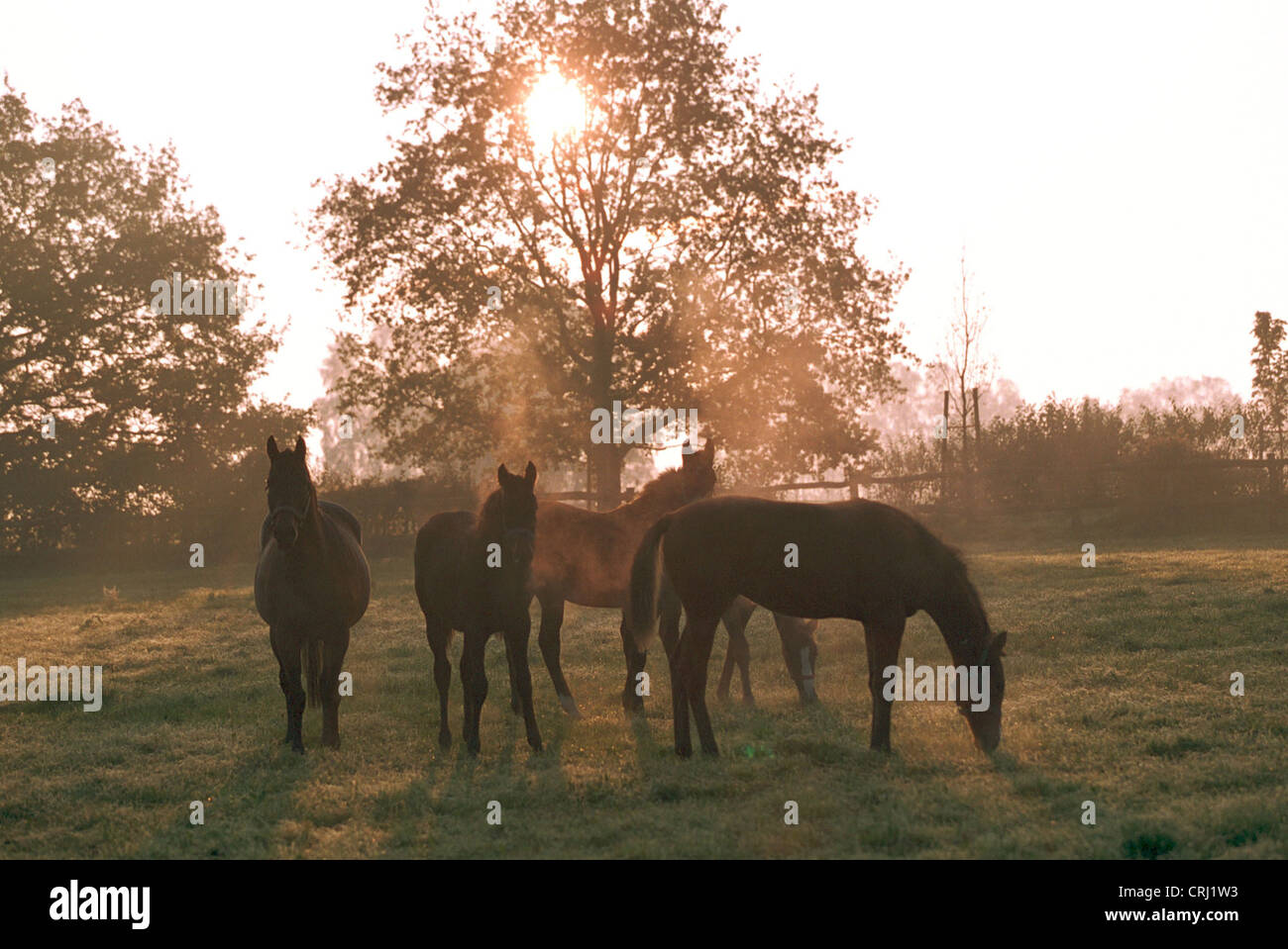 Horses in the paddock in the morning light Stock Photo - Alamy