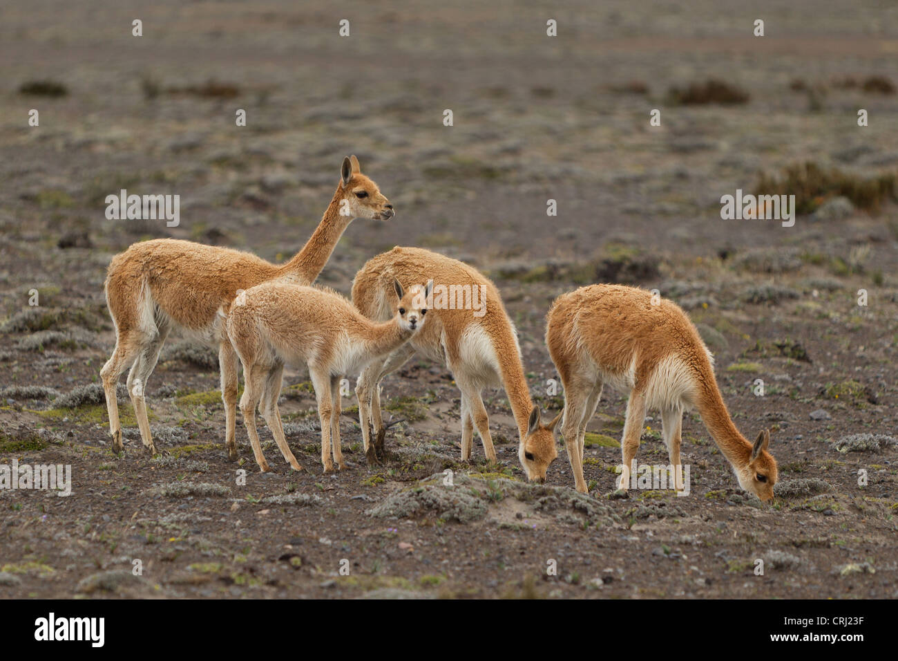 The Vicugna Is One Of Two Wild South America Camelids Which Live In The ...