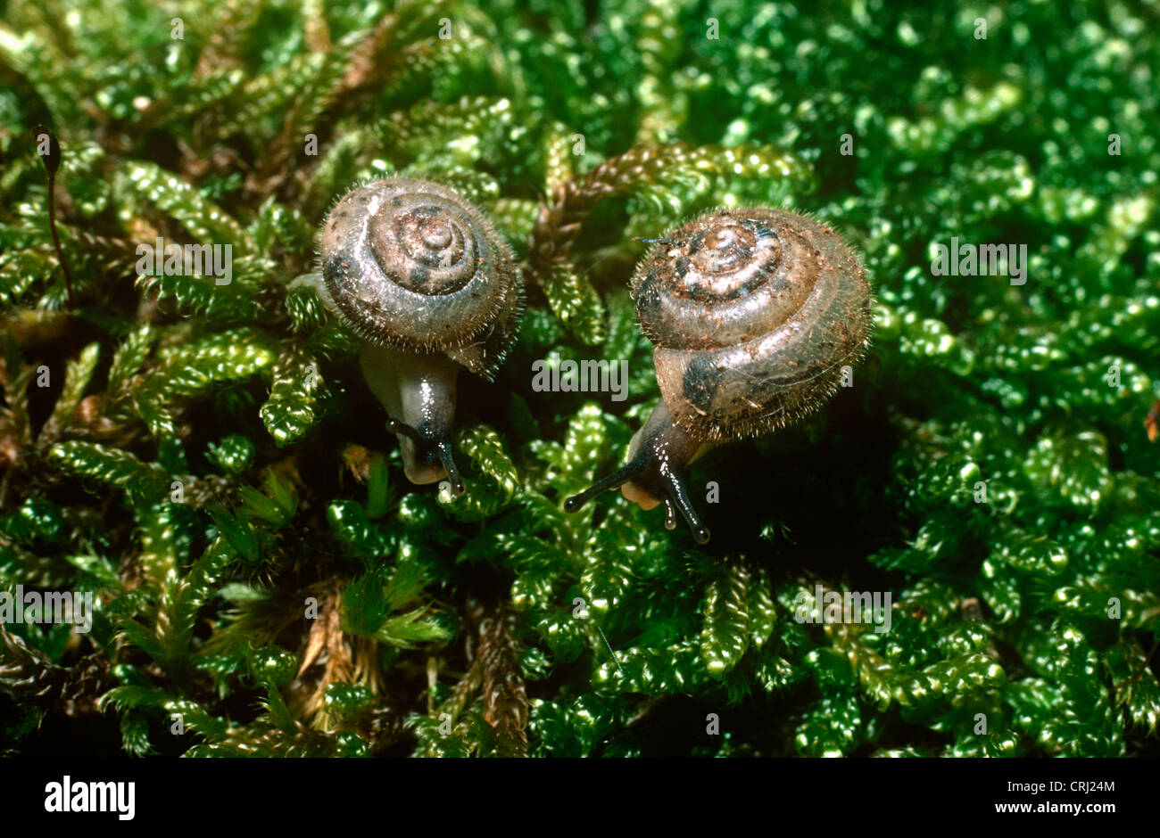 Silky snails (Ashfordia (= Monacha) granulata: Helicidae) UK Stock ...