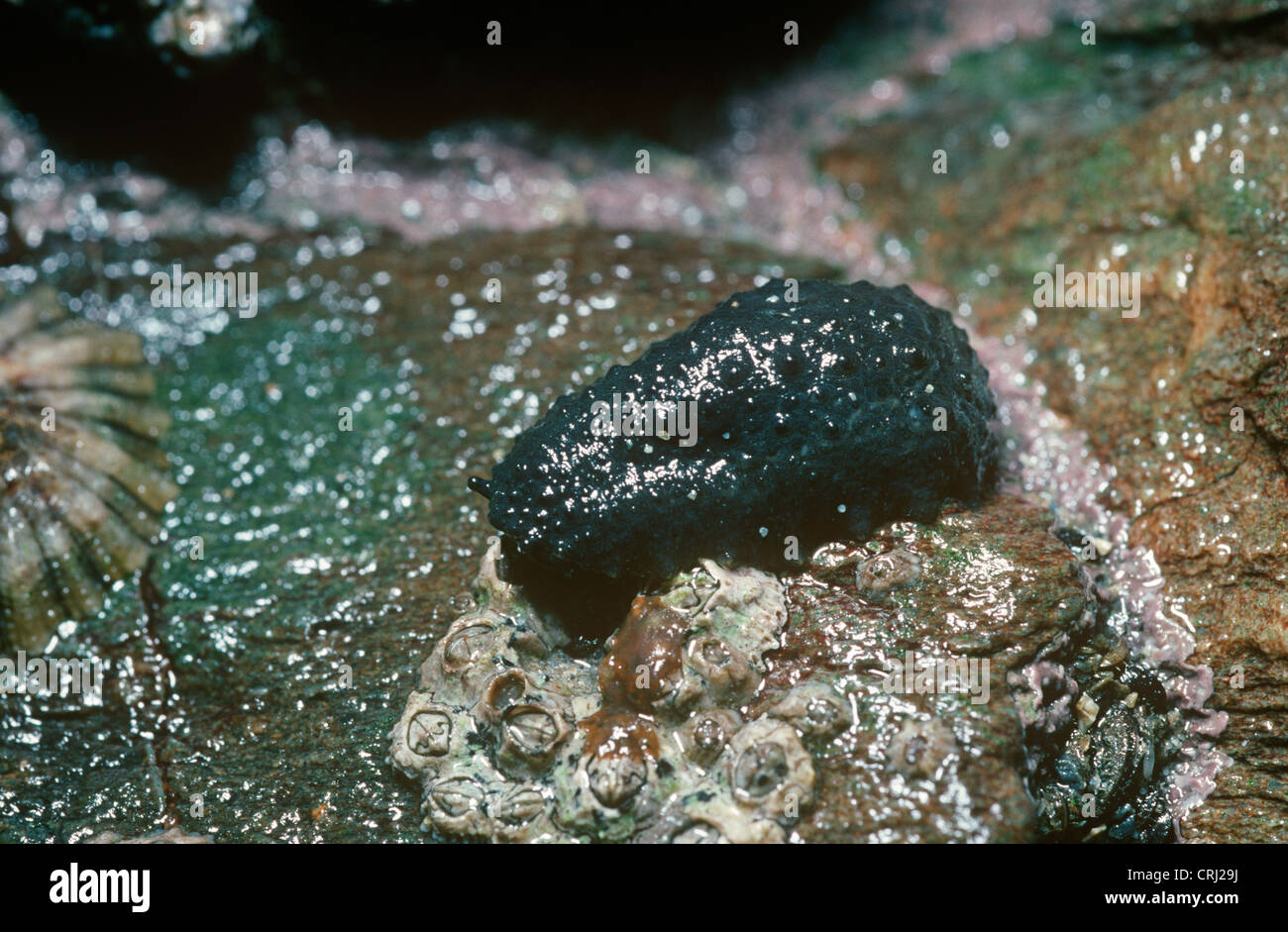 Celtic sea slug (Onchidella celtica) on the upper shore when the tide ...