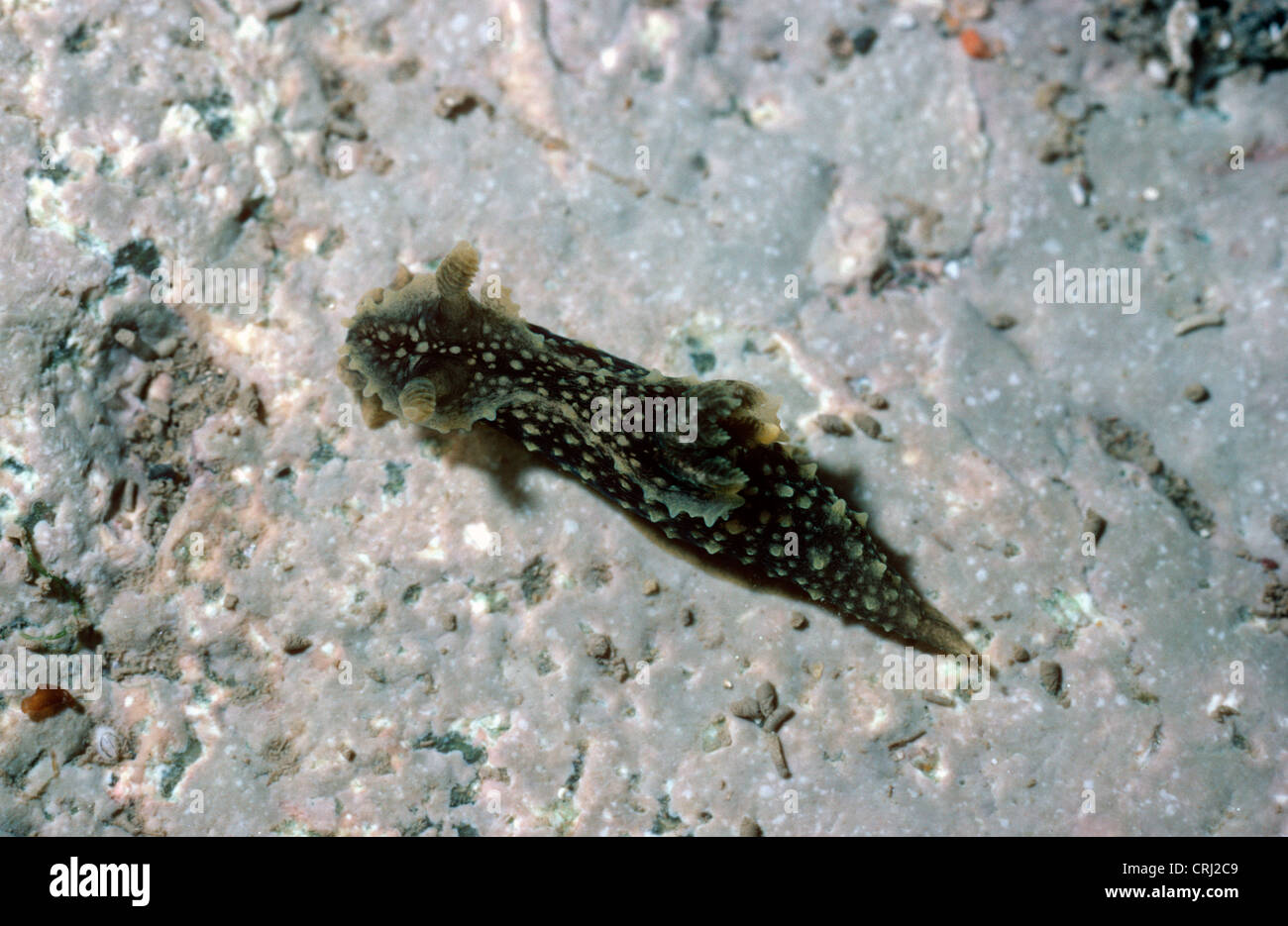 Rock pool sea slug hi-res stock photography and images - Alamy