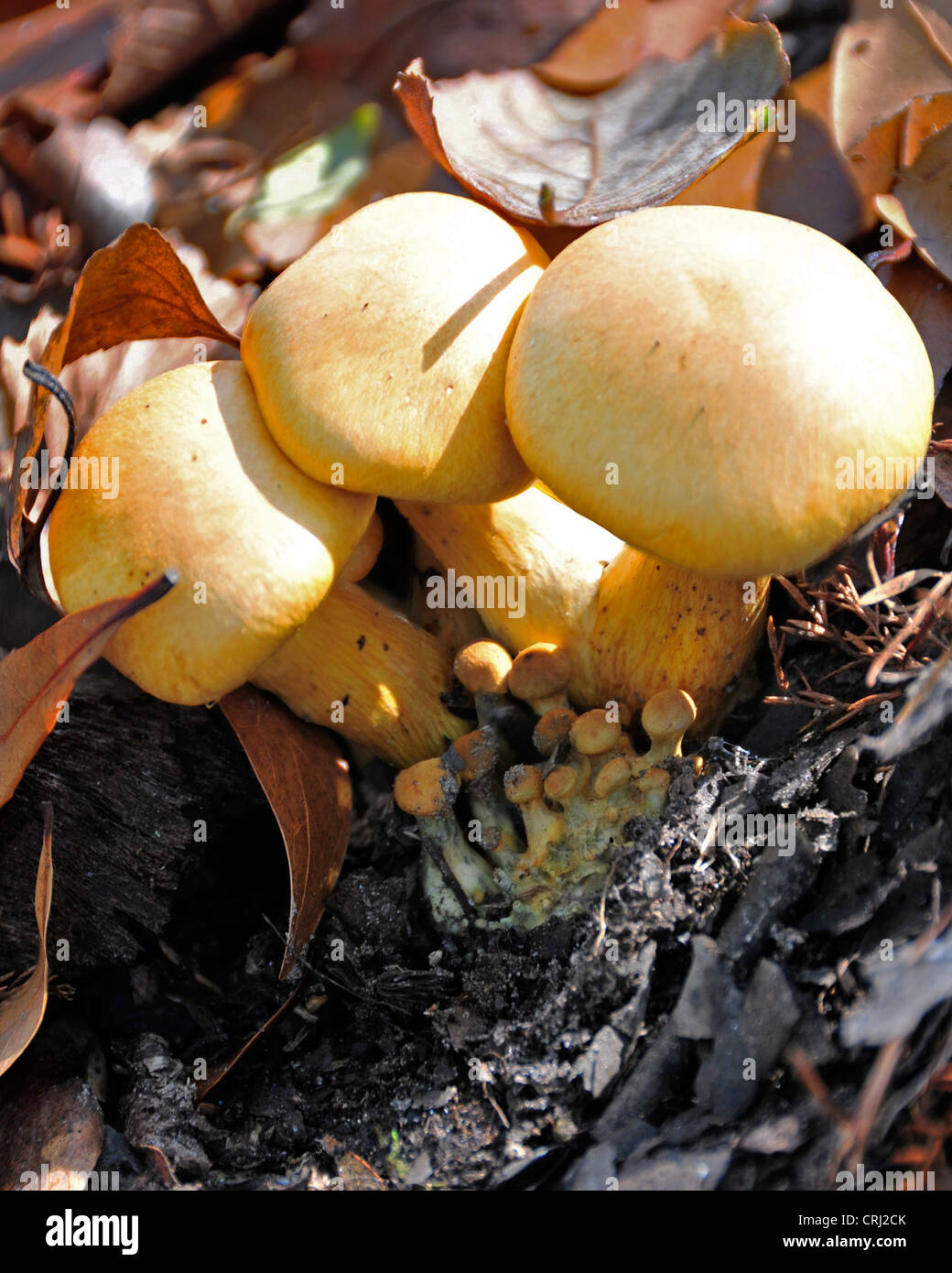 Langei hi-res stock photography and images - Alamy