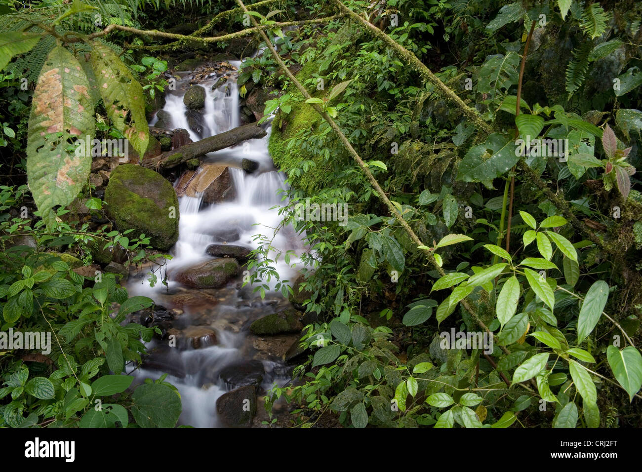 Tapanti National Park Costa Rica Stock Photo - Alamy