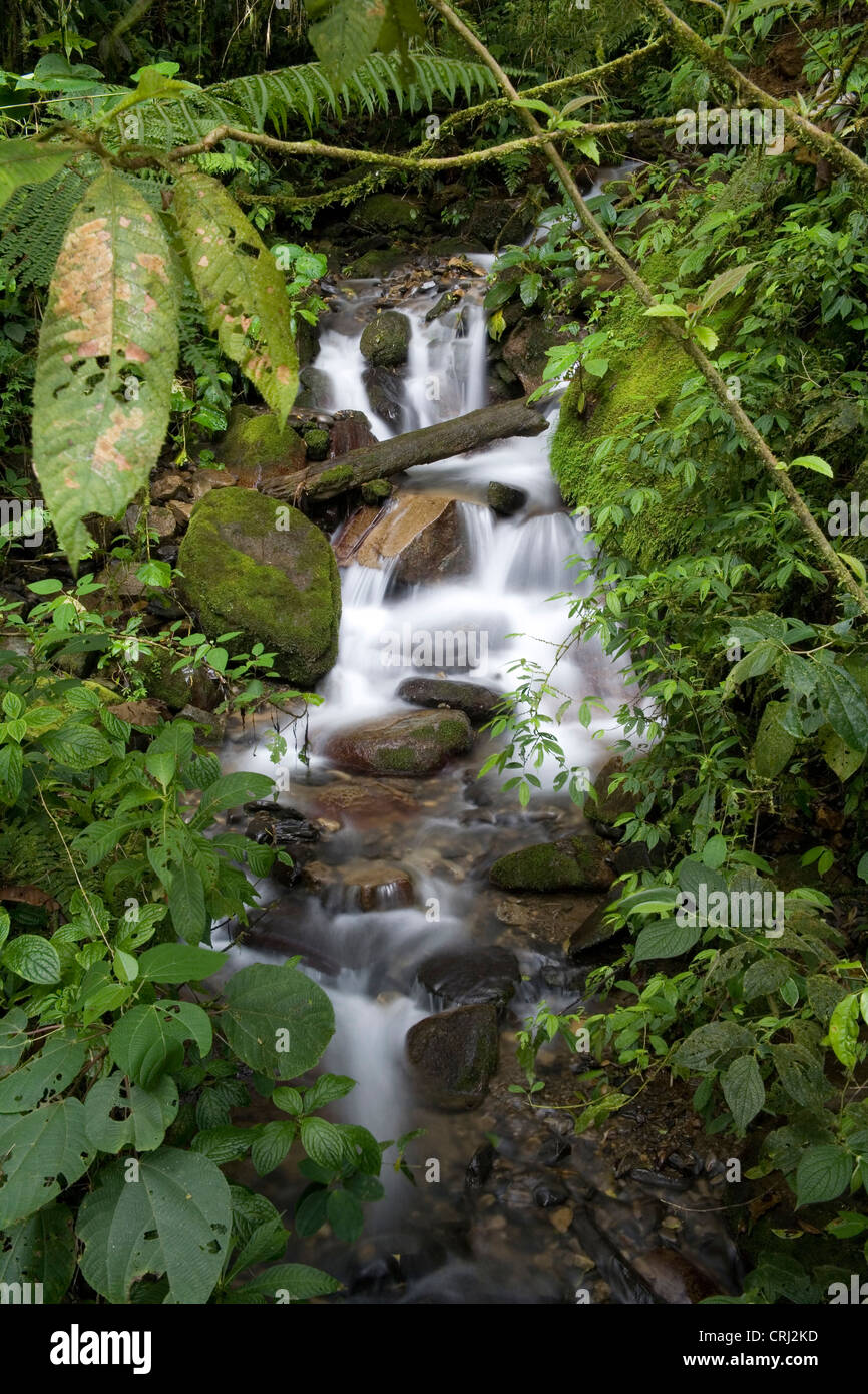 Stream in Tapanti National Park Costa Rica Stock Photo - Alamy