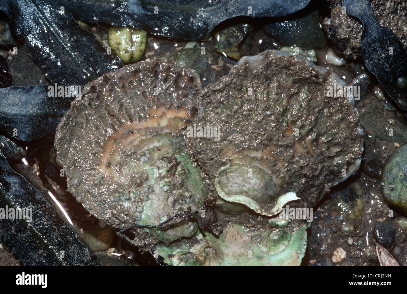 Ostrea edulis hi-res stock photography and images - Alamy