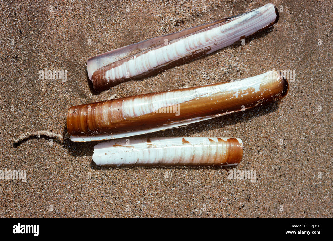 Pod razor shells (Ensis siliqua: Solenidae) cast up on the shore UK ...