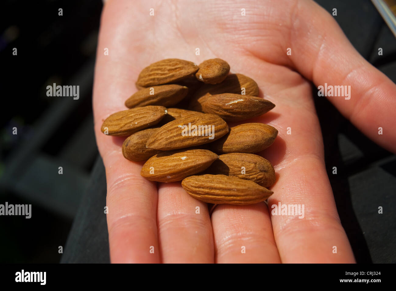 Handful of almond nuts full of protein and part of a healthy diet Stock ...