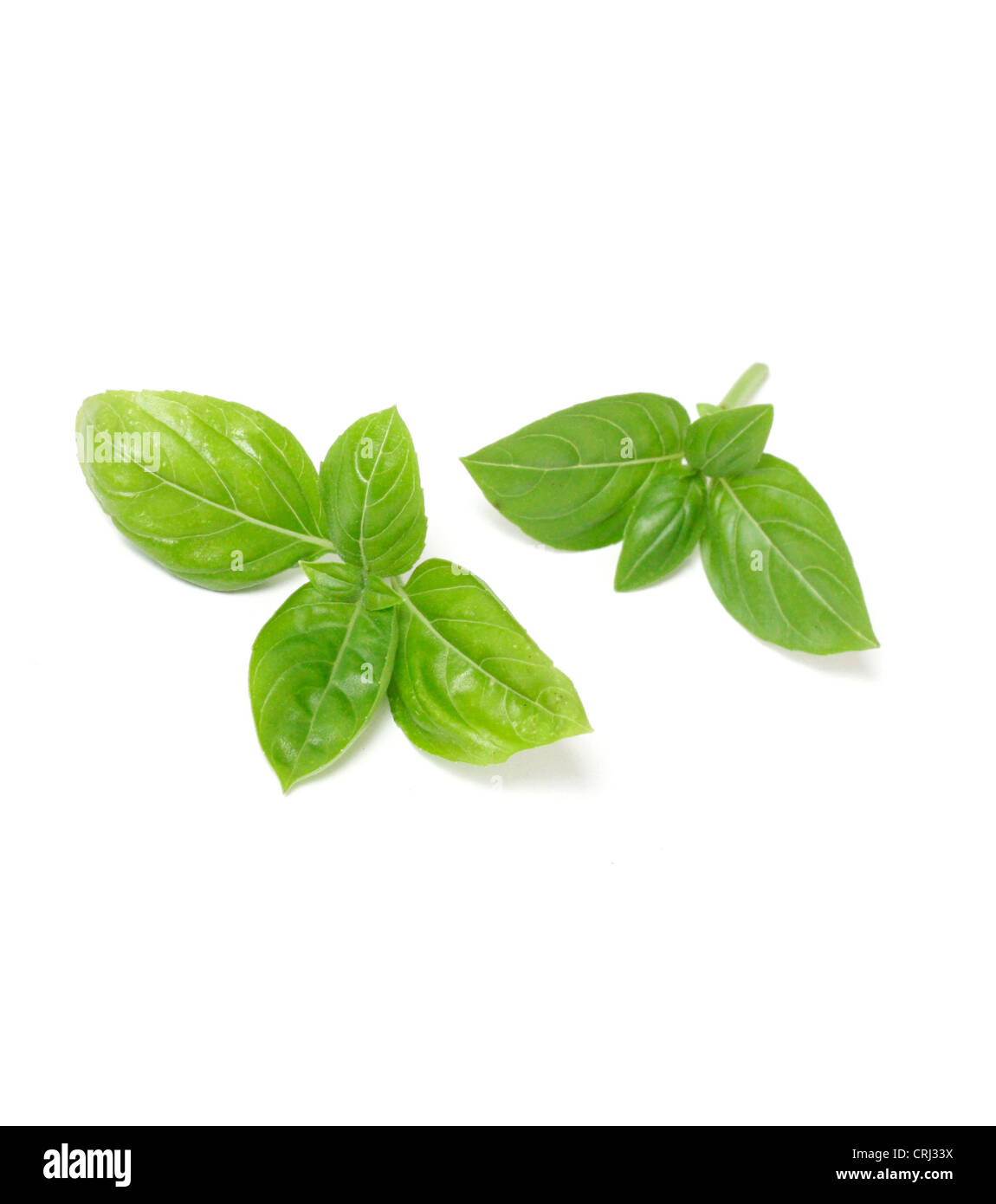 Green basil isolated on white Stock Photo - Alamy