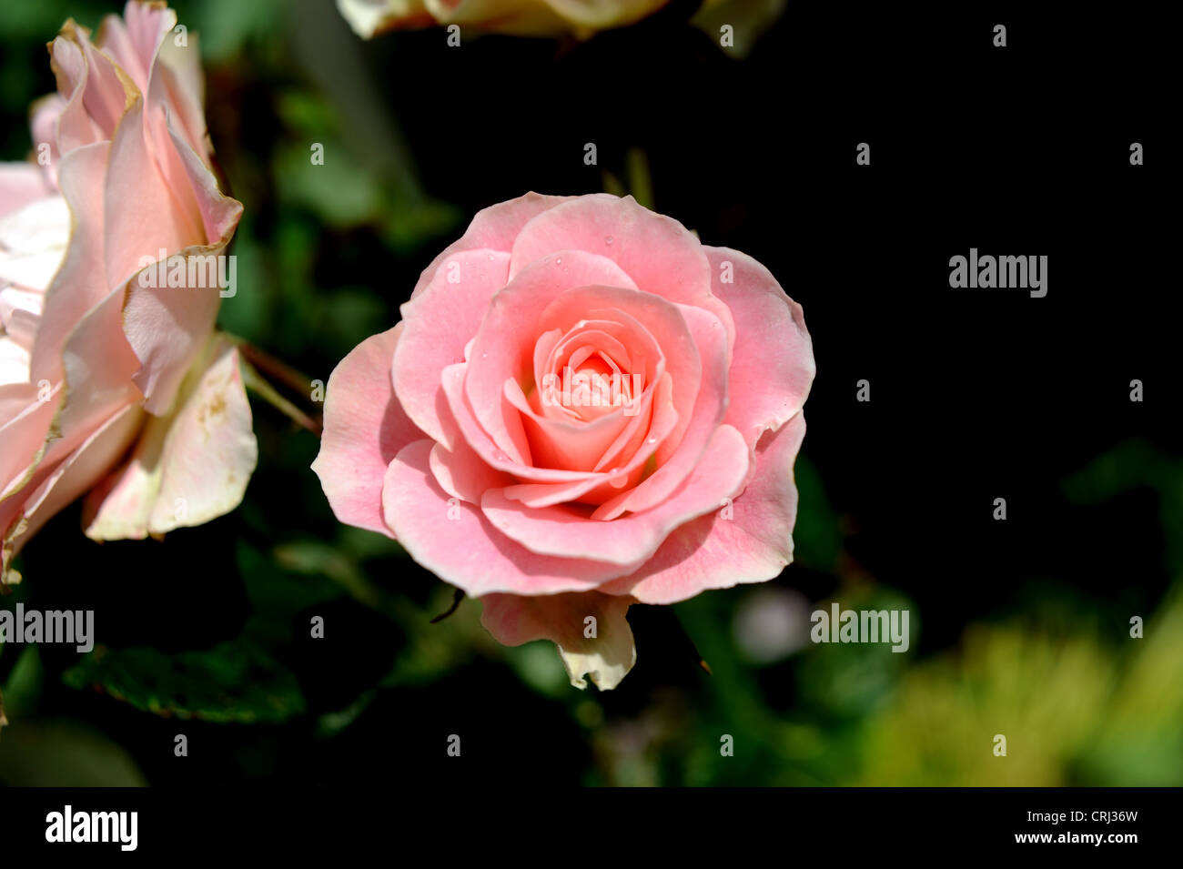 Pink rose in an English garden is sunshine UK Stock Photo - Alamy