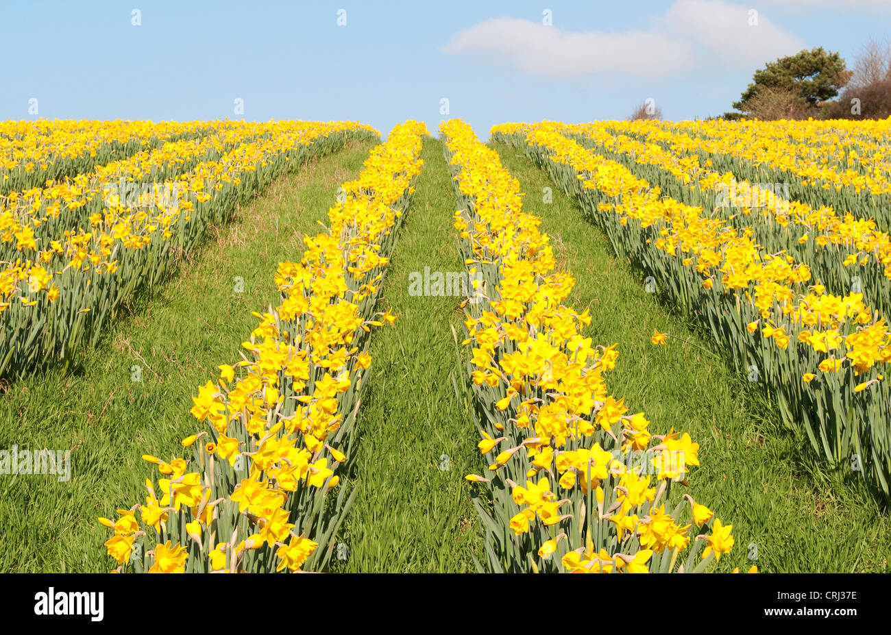 Cornish daffodils hi-res stock photography and images - Alamy