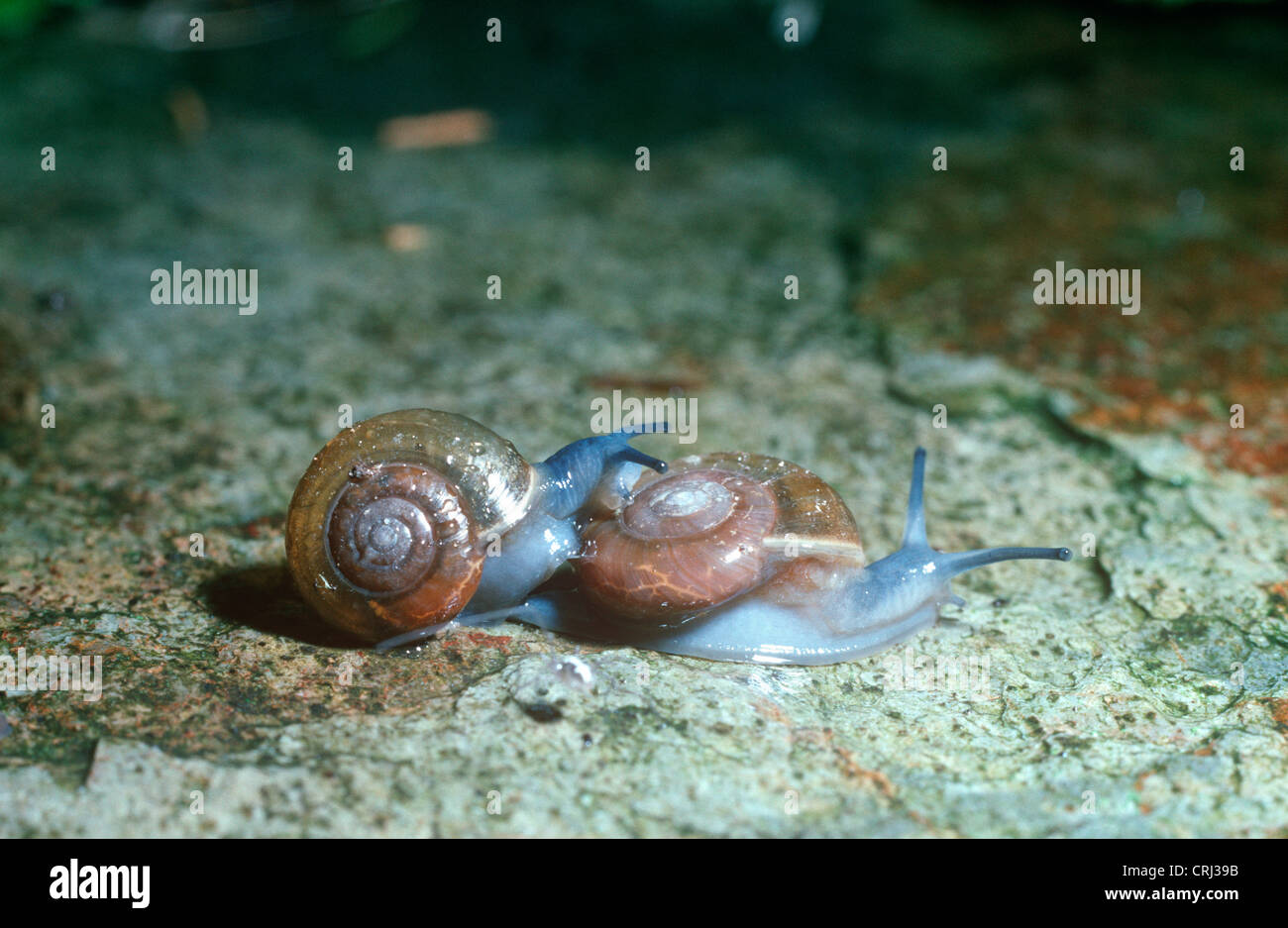 Glossy glass snail / Swiss glass-snail (Oxychilus helveticus: Zonitidae ...