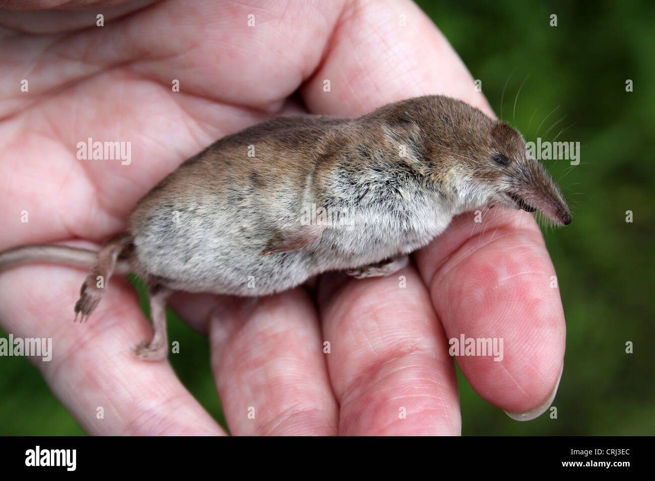Common Shrew
