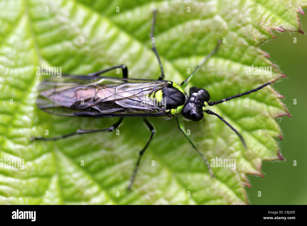 Lime Green Sawfly Tenthredo mesomelas Stock Photo - Alamy