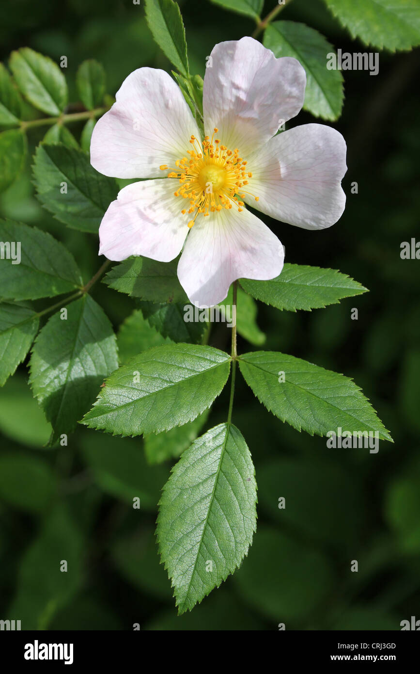 Dog Rose Rosa canina Stock Photo - Alamy