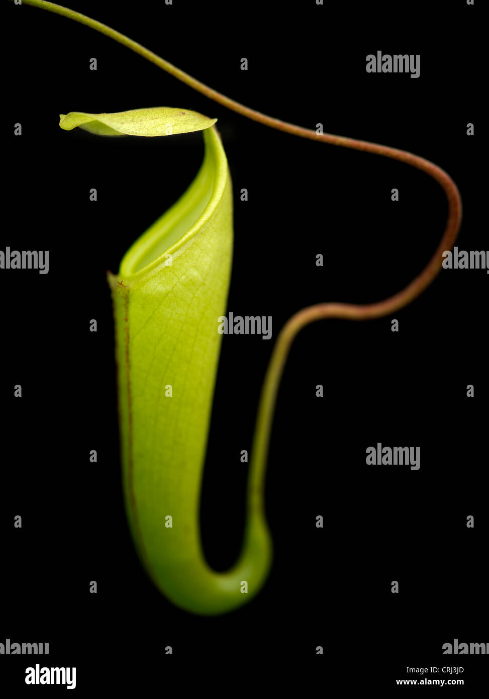 Flowering pitcher plant hi-res stock photography and images - Alamy