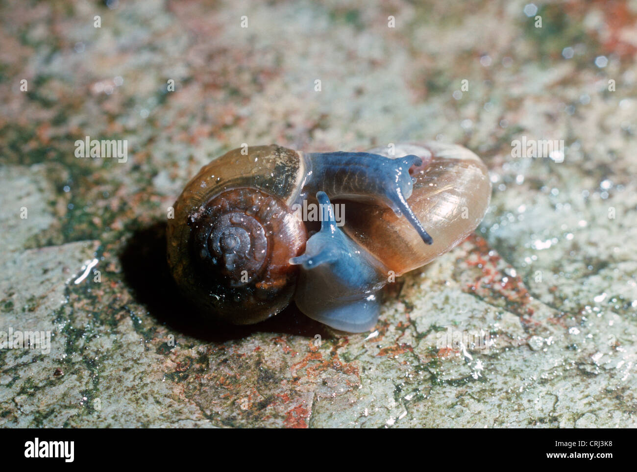 Glossy glass snail / Swiss glass-snail (Oxychilus helveticus ...