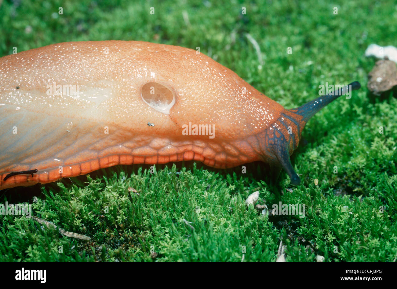 Yellow slug (Limax flavus: Limacidae) showing the respiratory opening ...