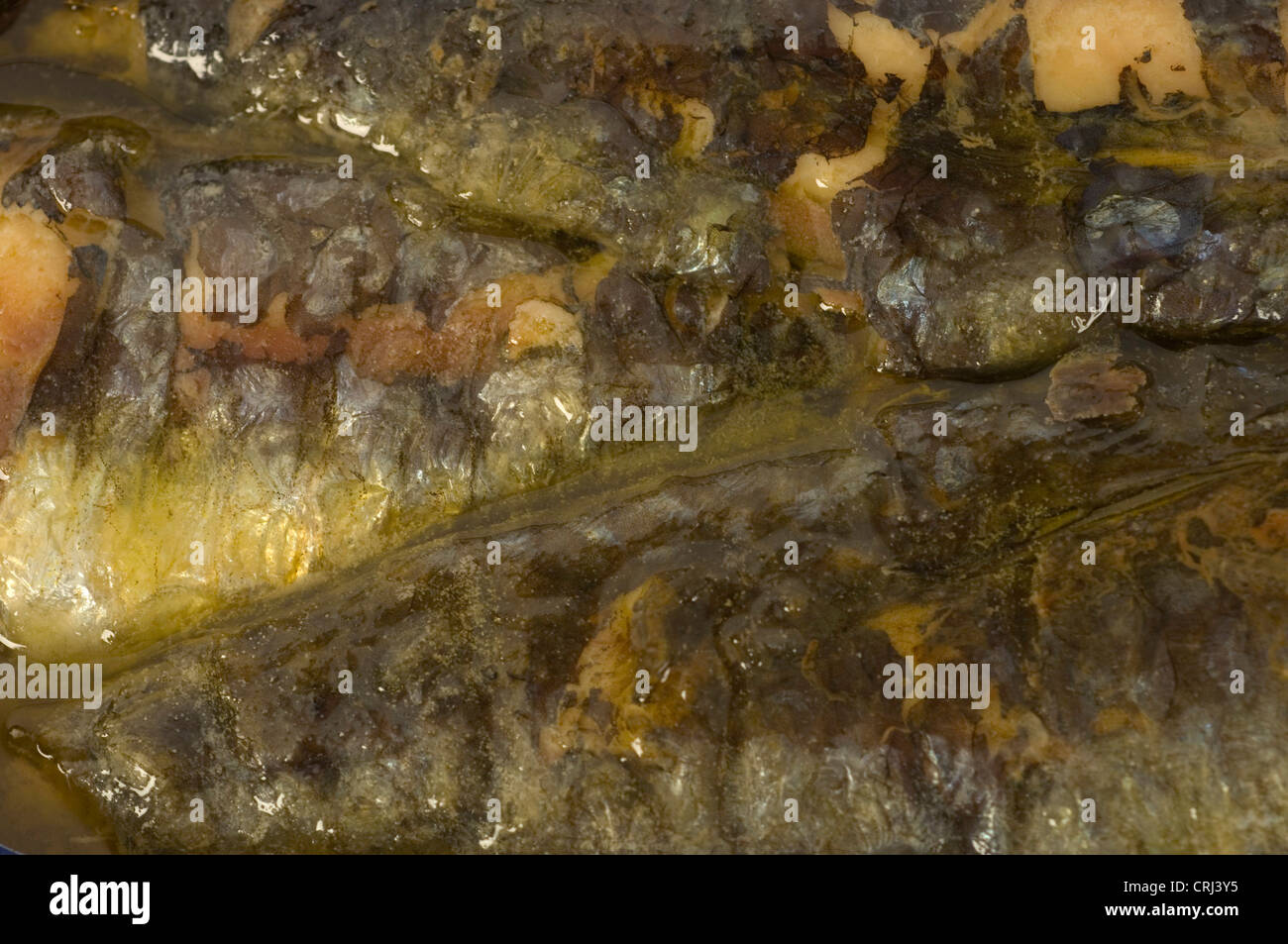 Skin of a fish with scales hi-res stock photography and images - Alamy