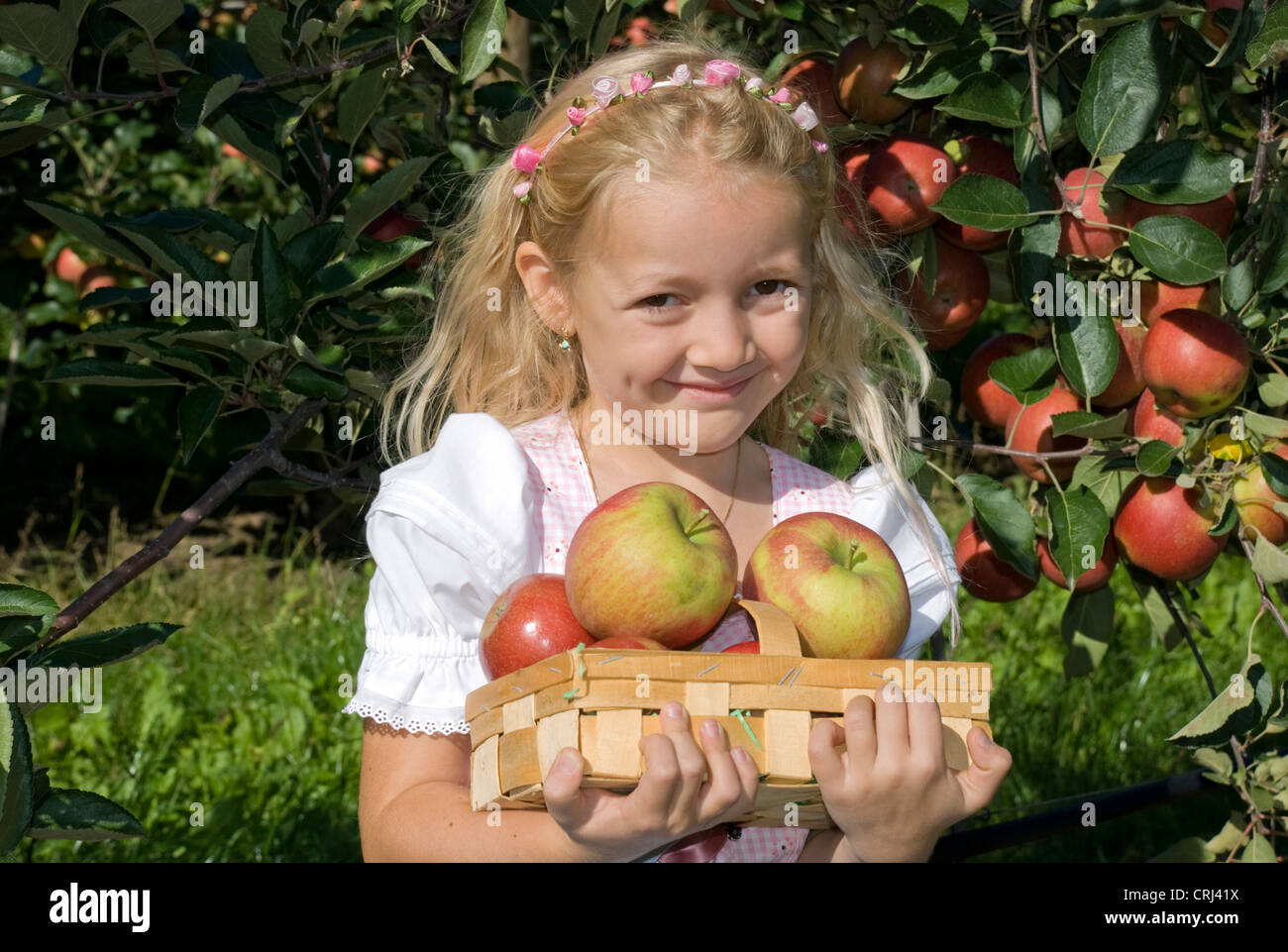 little girl reaping apples Stock Photo - Alamy