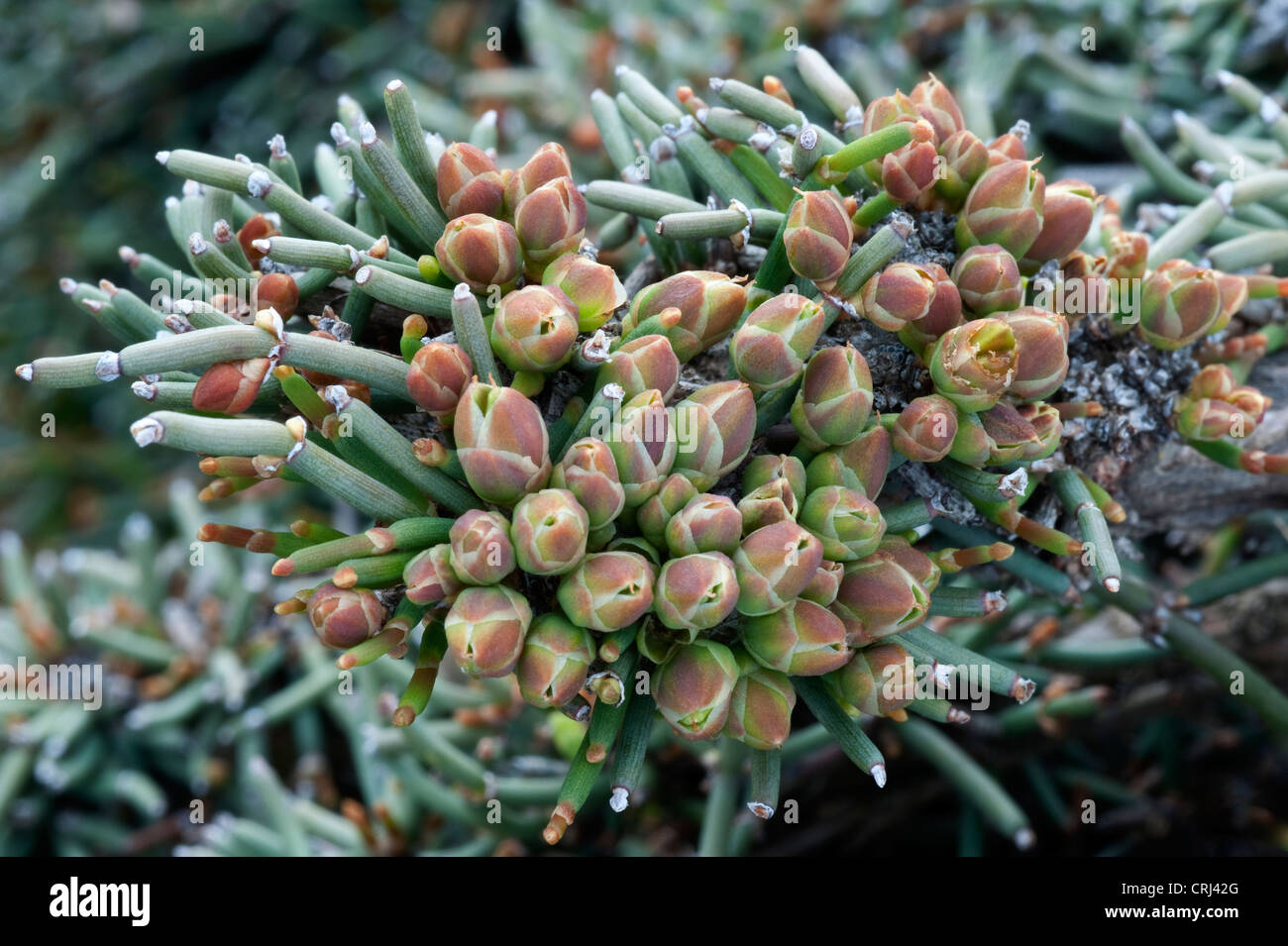 Ephedra frustillata hi-res stock photography and images - Alamy